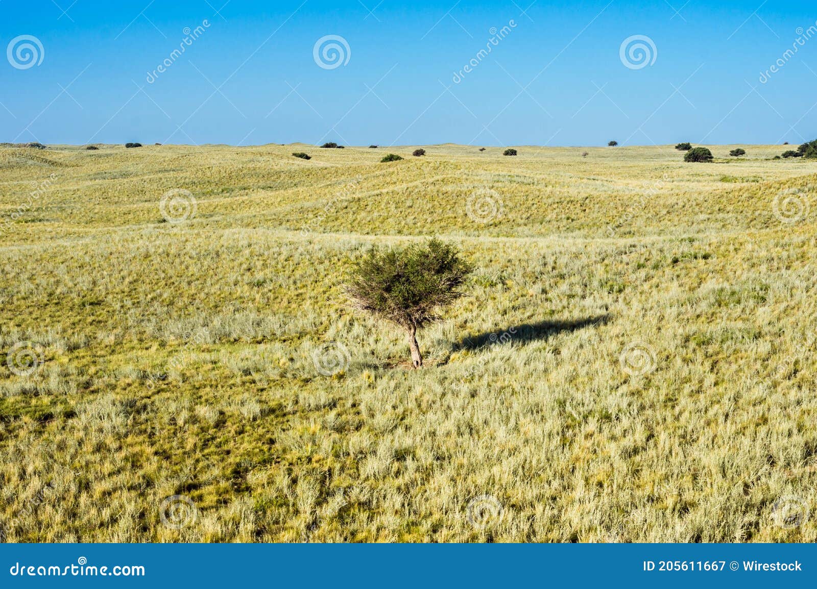 Small Single Bush in Steppe with a Clear Blue Sky on the Horizon Stock ...