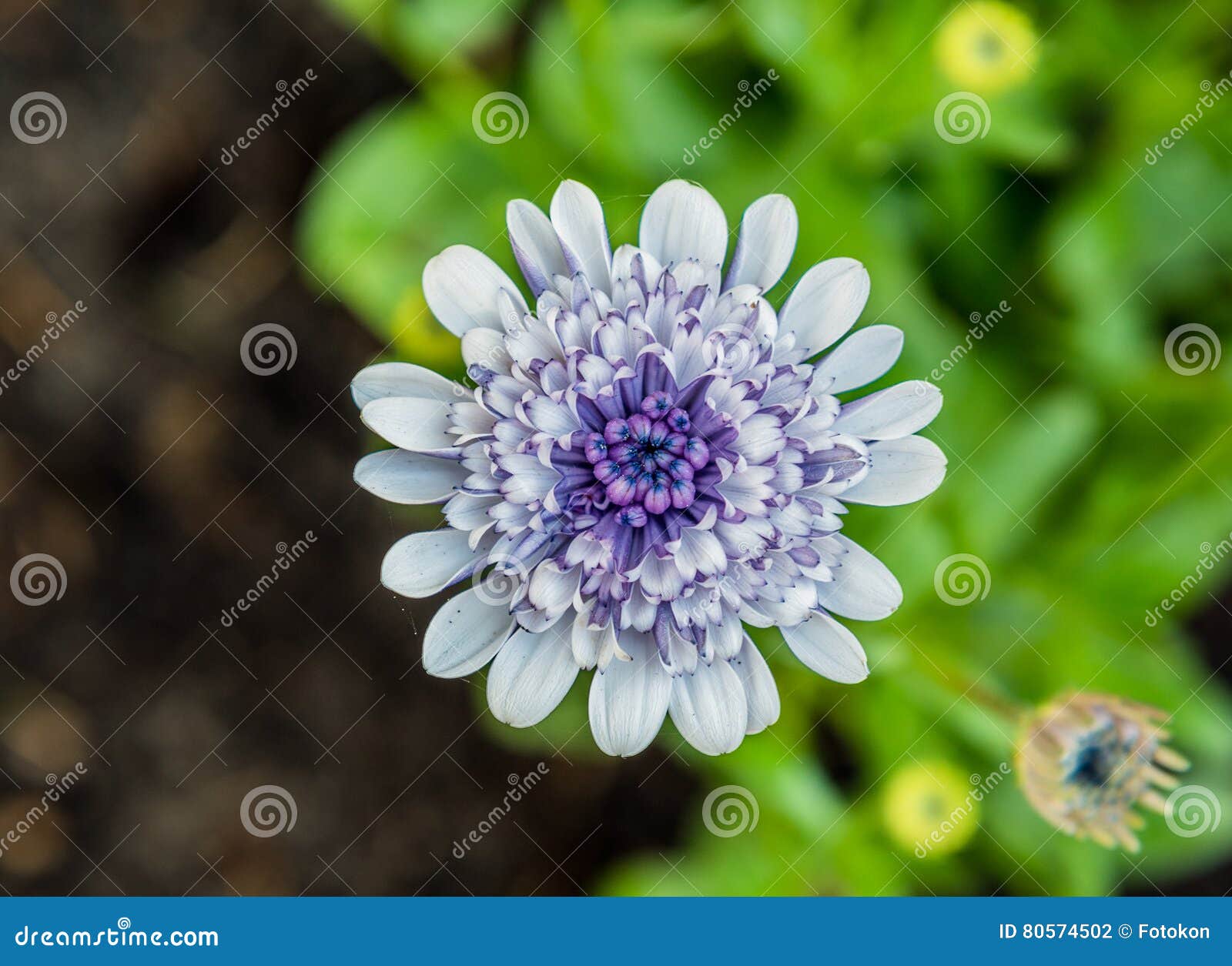 Small single flower stock photo. Image of green, countryside - 80574502