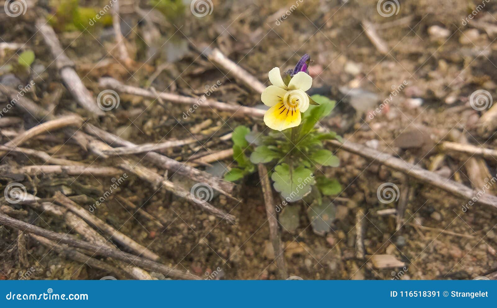 Small Single Flower of Viola Arvensis. Stock Image - Image of ...