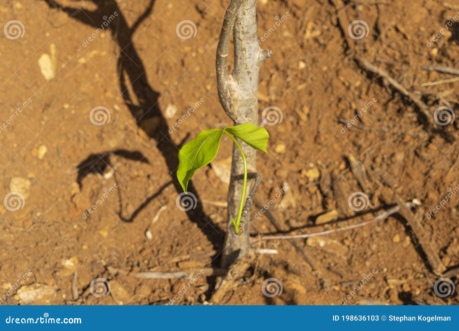 Small Single Leaf on a Tree Trunk Stands Alone. Stock Image - Image of ...