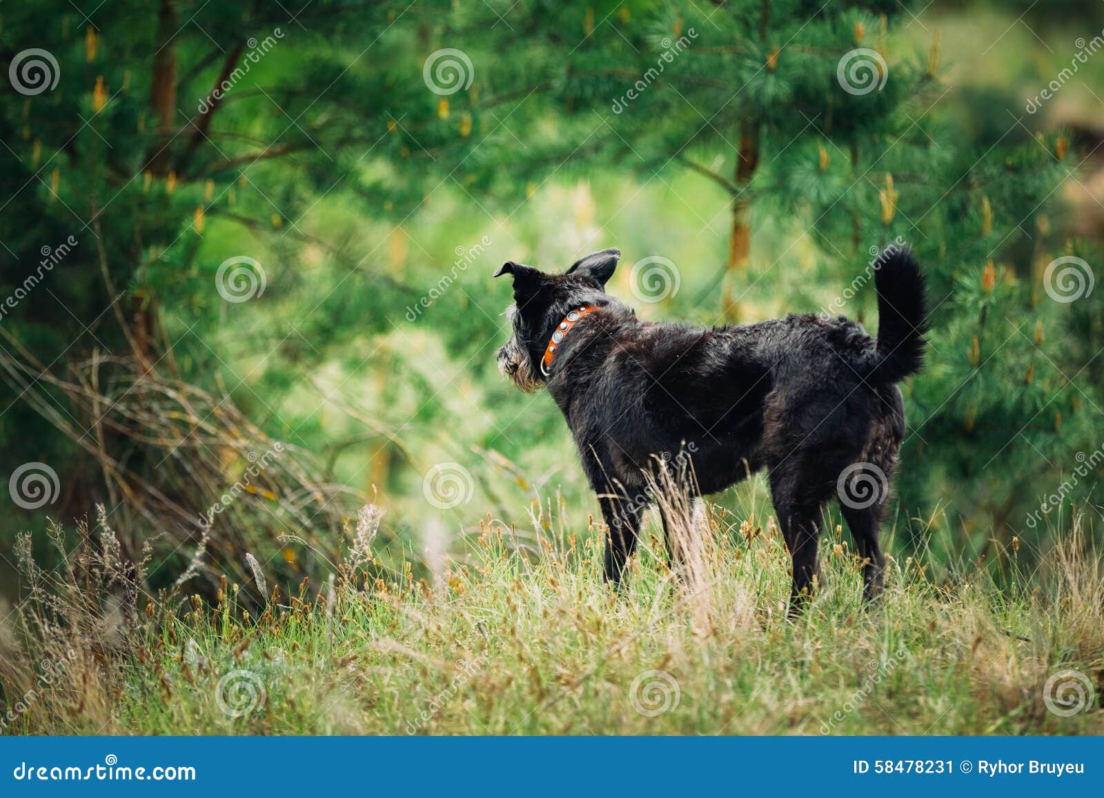 Small Size Black Hunting Dog in Spring, Summer Stock Image - Image of ...