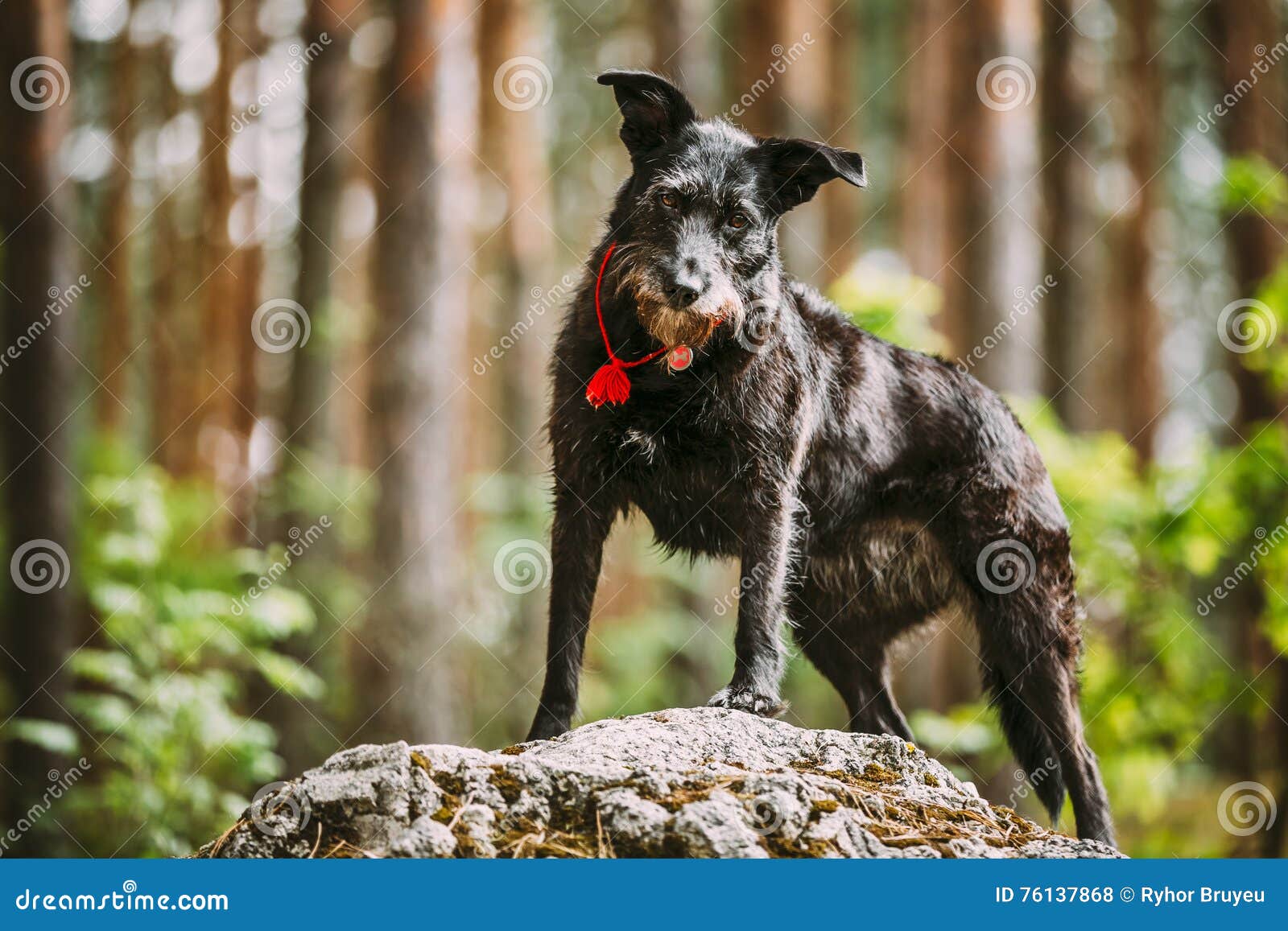Small Size Black Hunting Dog in Summer Forest Stock Photo - Image of ...