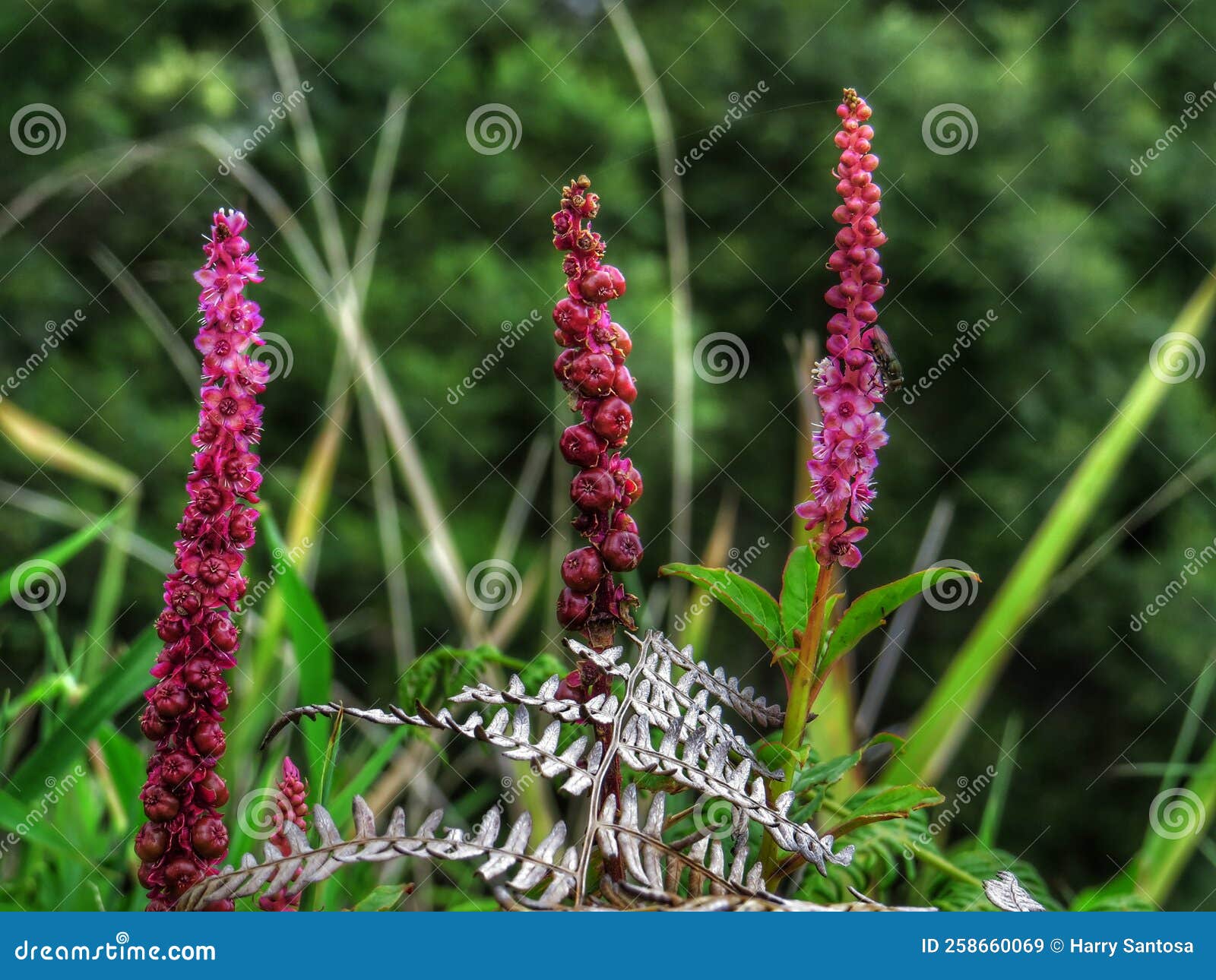 Small Size Flowers Blooming in Crowd Stock Image - Image of crowd ...