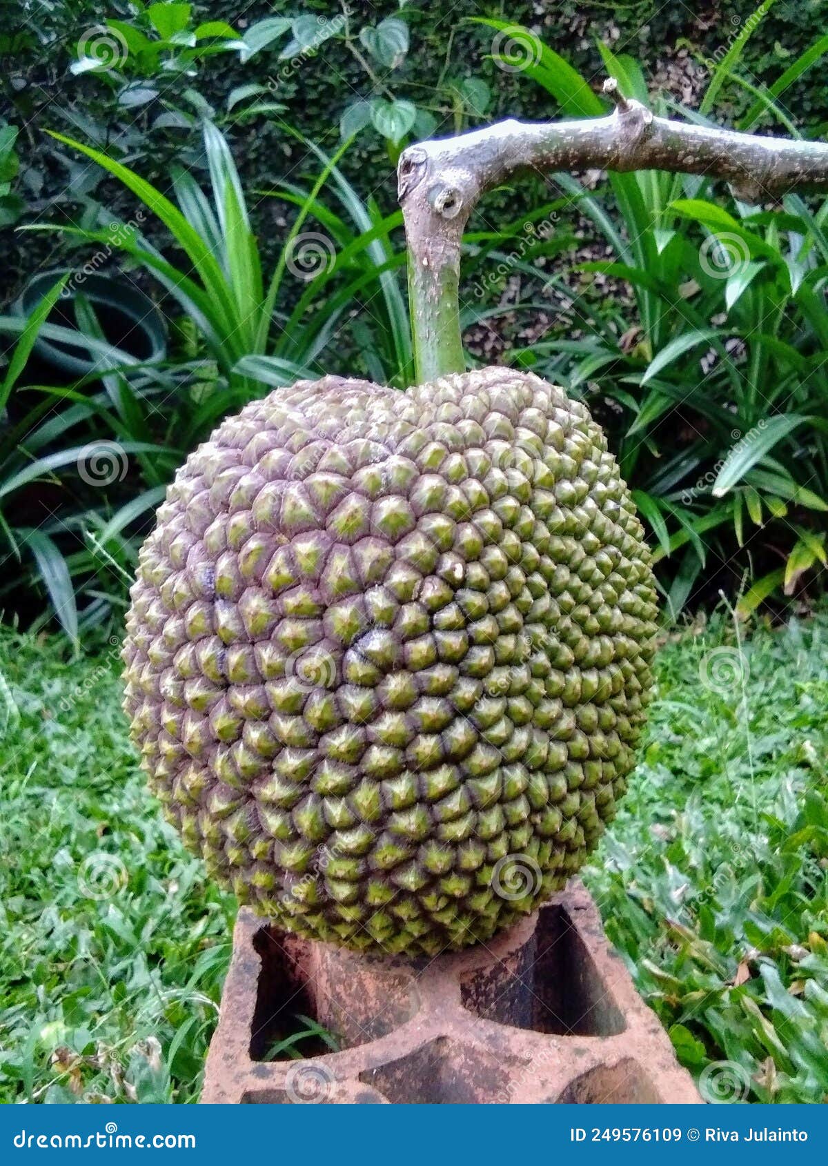 A small size jackfruit stock image. Image of tree, fruit - 249576109