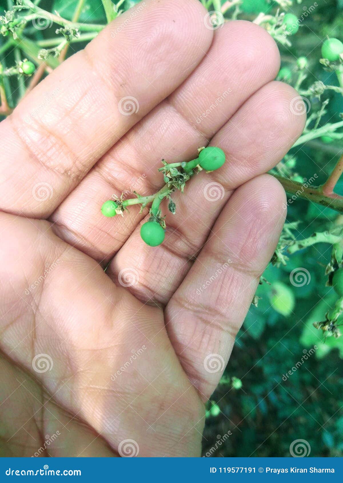 Small Size Mango stock image. Image of grapefruit, like - 119577191