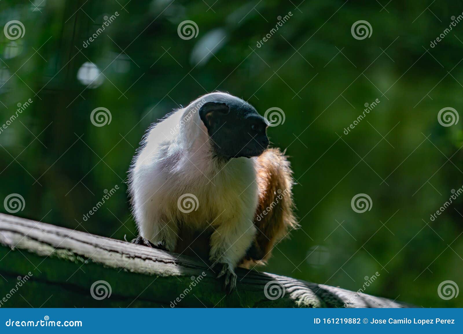 Primate in a zoo stock photo. Image of animal, grass - 161219882