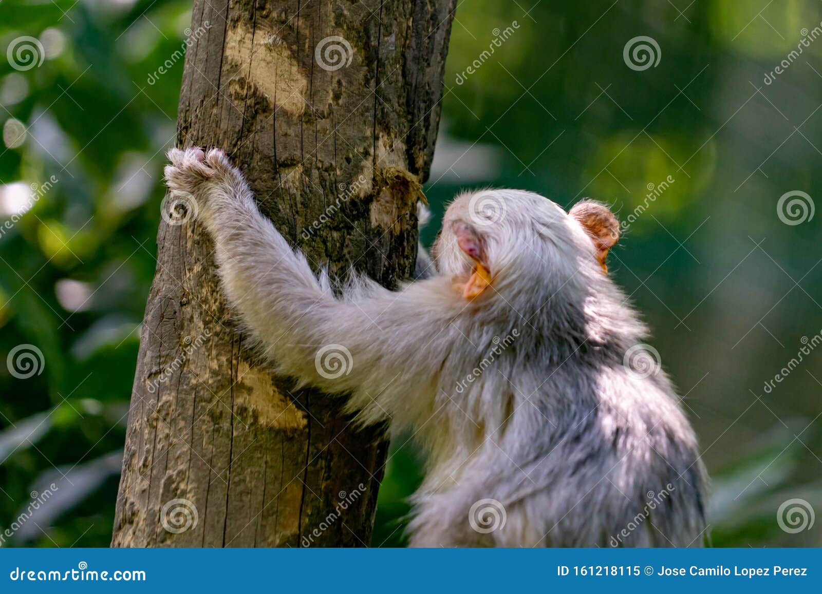 Primate in a zoo stock image. Image of funny, colorful - 161218115