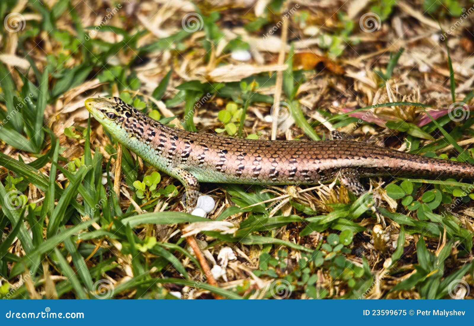 Small Skink stock image. Image of andaman, horizontal - 23599675