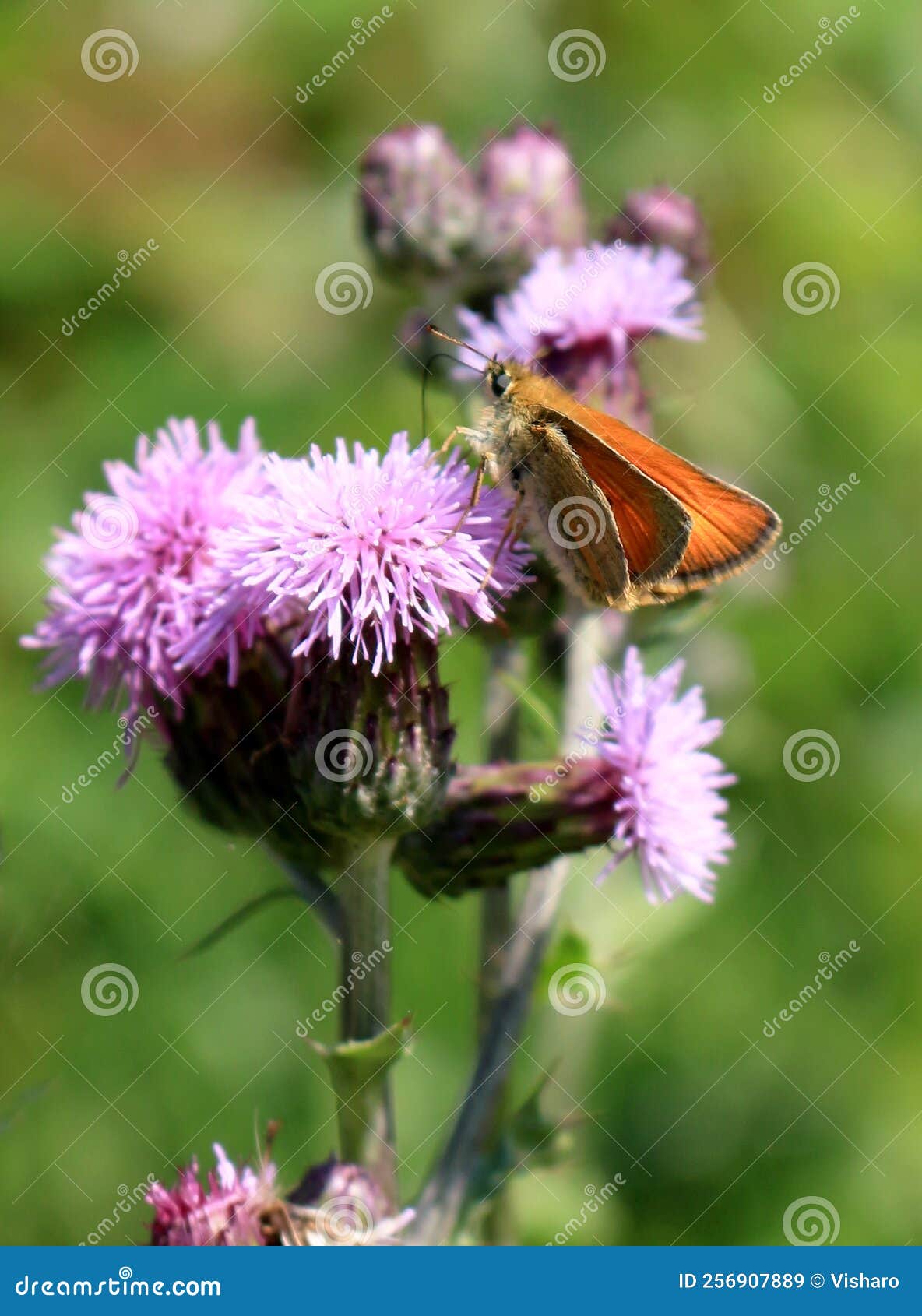 Small Skipper stock image. Image of macro, green, floral - 256907889