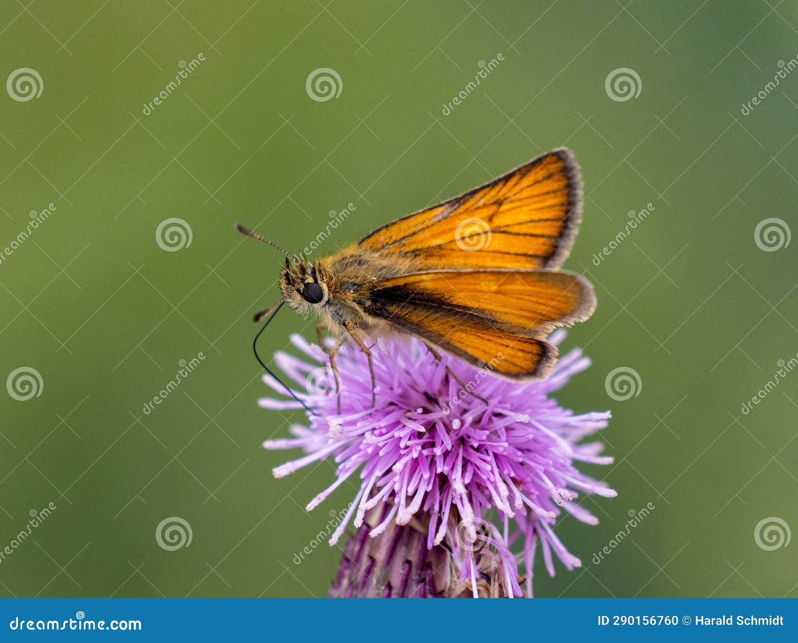 Small Skipper on a Bright Purple Thistle Blossom Stock Photo - Image of ...