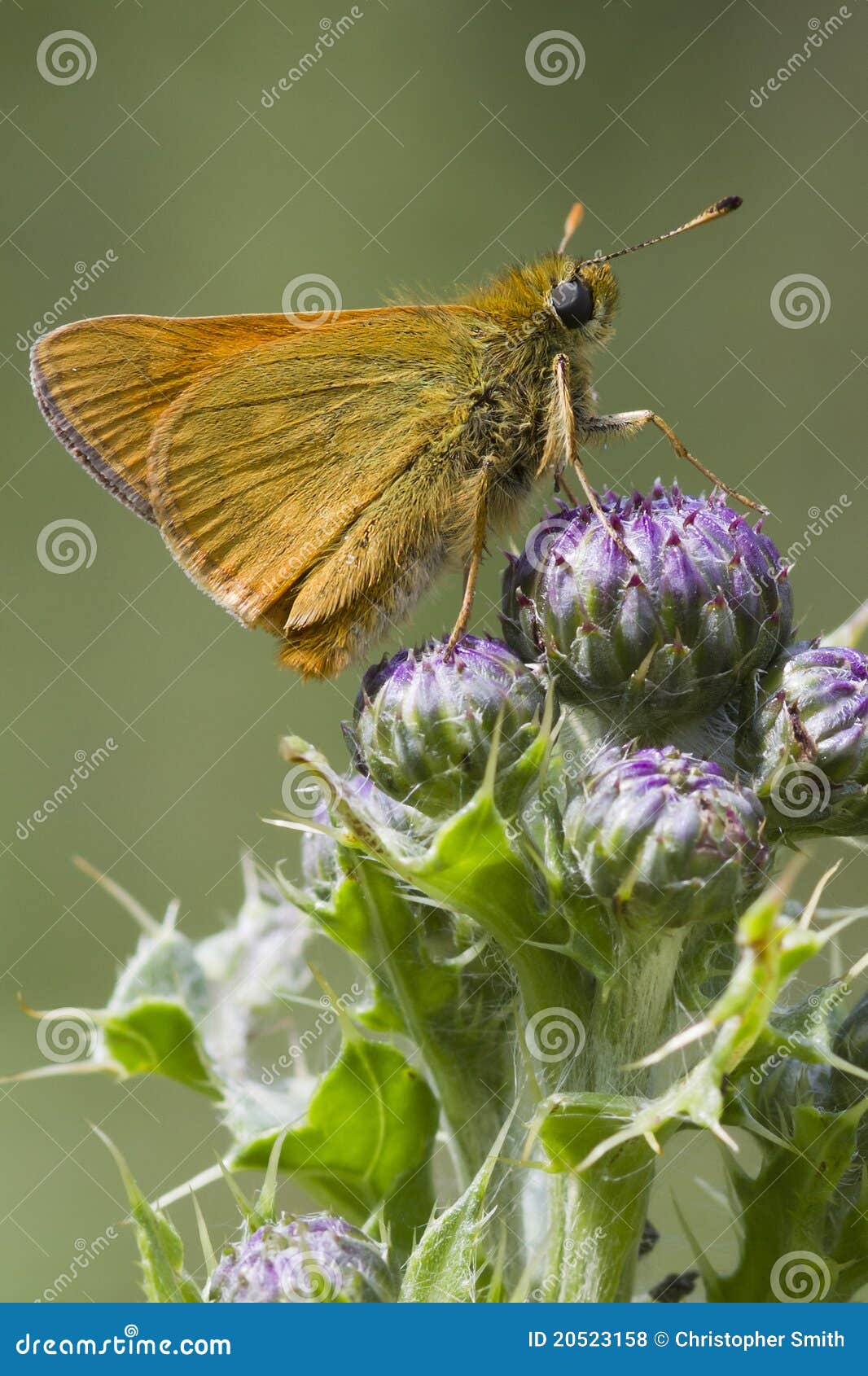 Small Skipper ( Thymelicus Sylvestris ) Stock Photo - Image of flower ...