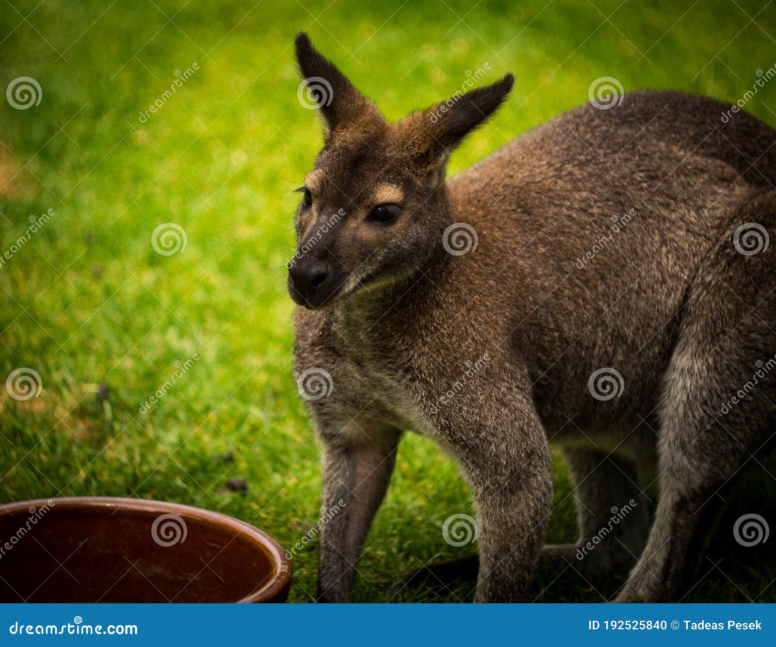 Small and Smilling Kangaroo Close Up Picture. Stock Photo - Image of ...