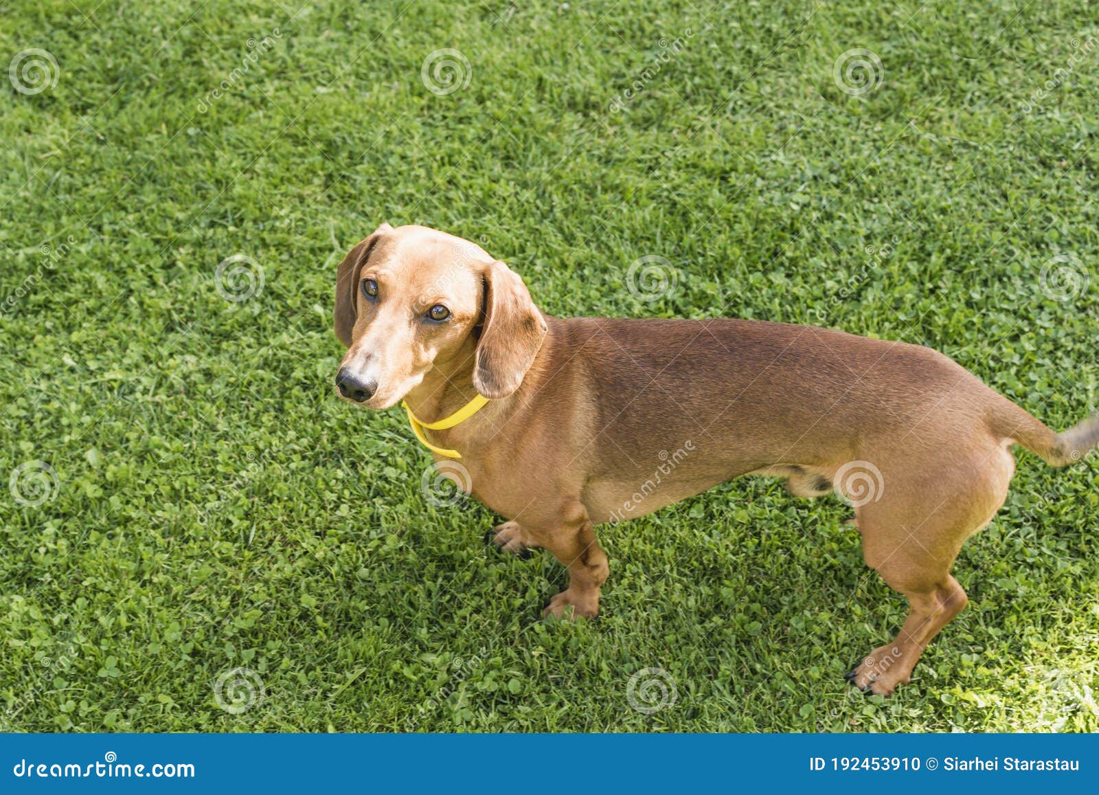 Small smooth-haired dog stock photo. Image of bite, animal - 192453910