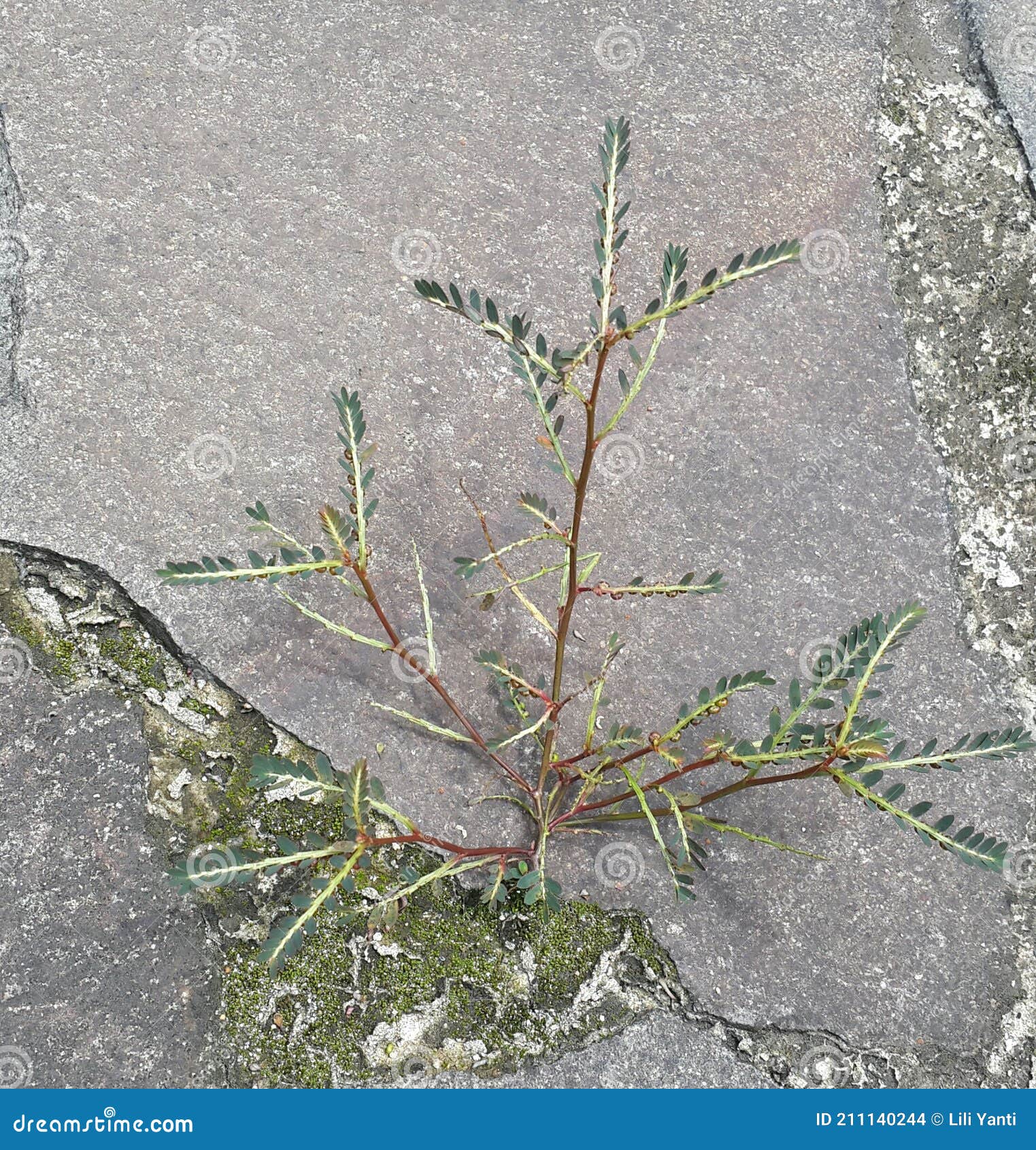 Small Smooth Leaves with Red Stems Growing between the Rocks Stock ...