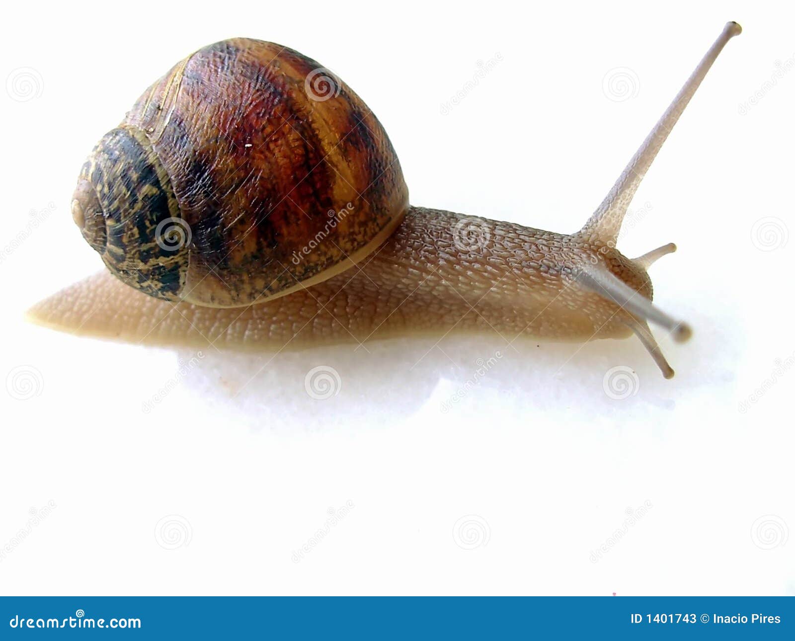 Small snail stock image. Image of snail, patience, curious - 1401743