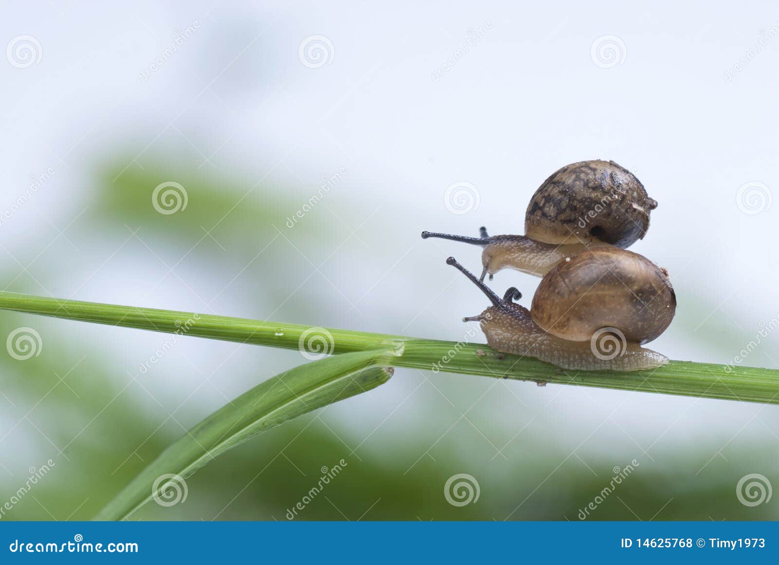 Small snail stock photo. Image of garden, slime, black - 14625768