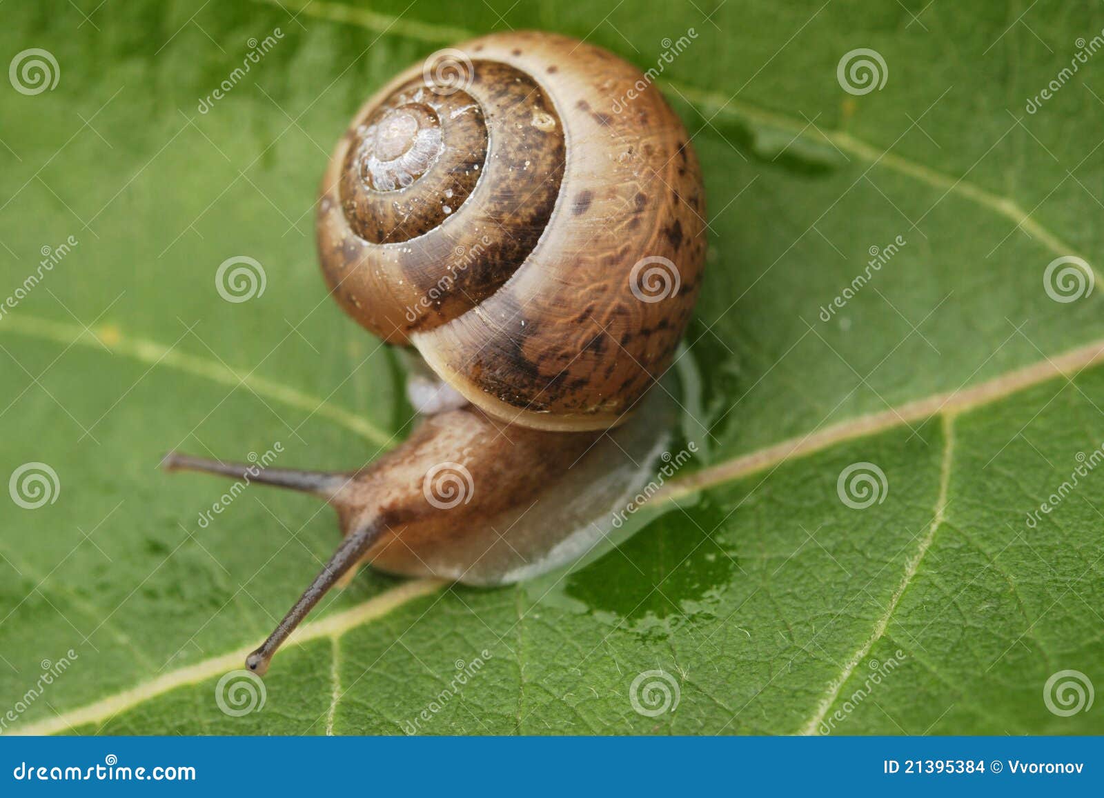 Small Snail stock photo. Image of animal, shell, sticky - 21395384