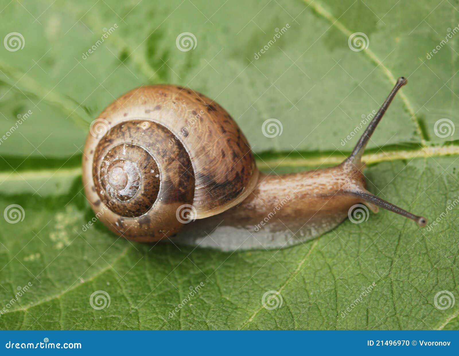 Small Snail Stock Photo - Image: 21496970
