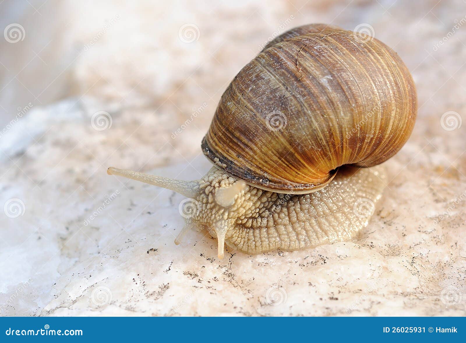 Small snail stock image. Image of shell, mollusk, crawl - 26025931