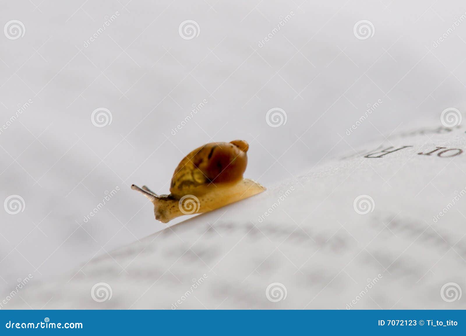 Small snail stock image. Image of pages, open, knowledge - 7072123