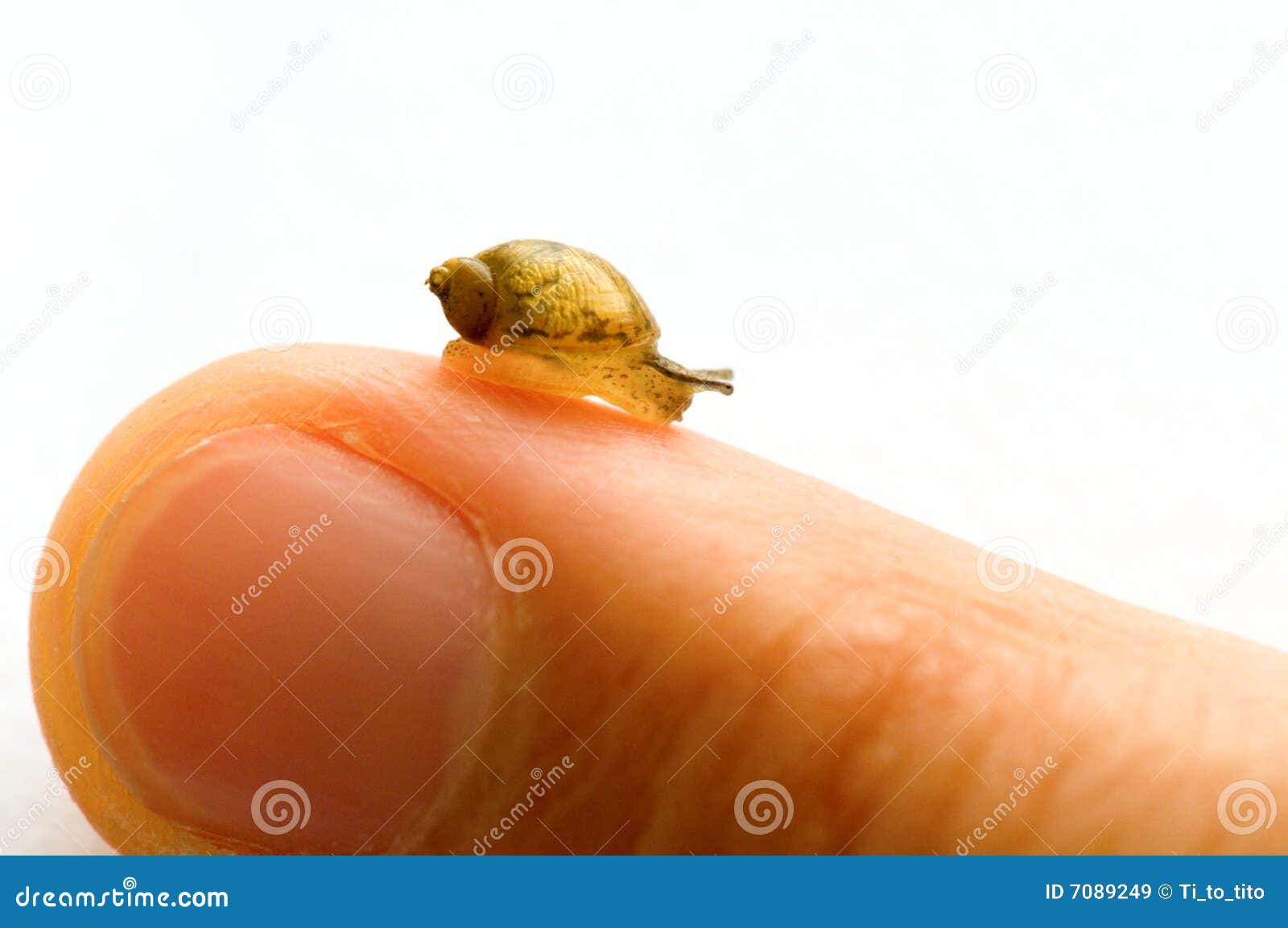 Small snail stock image. Image of closeup, small, sluggish - 7089249