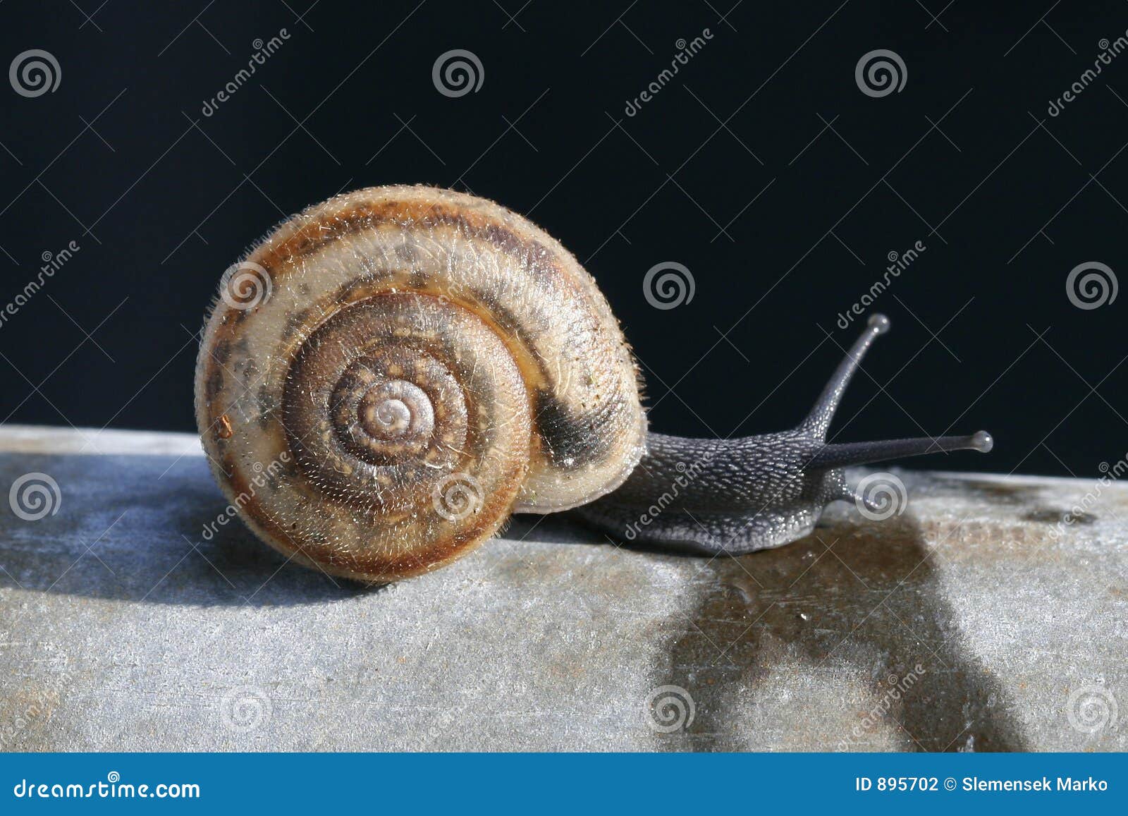 Small snail stock photo. Image of house, pungent, slow - 895702