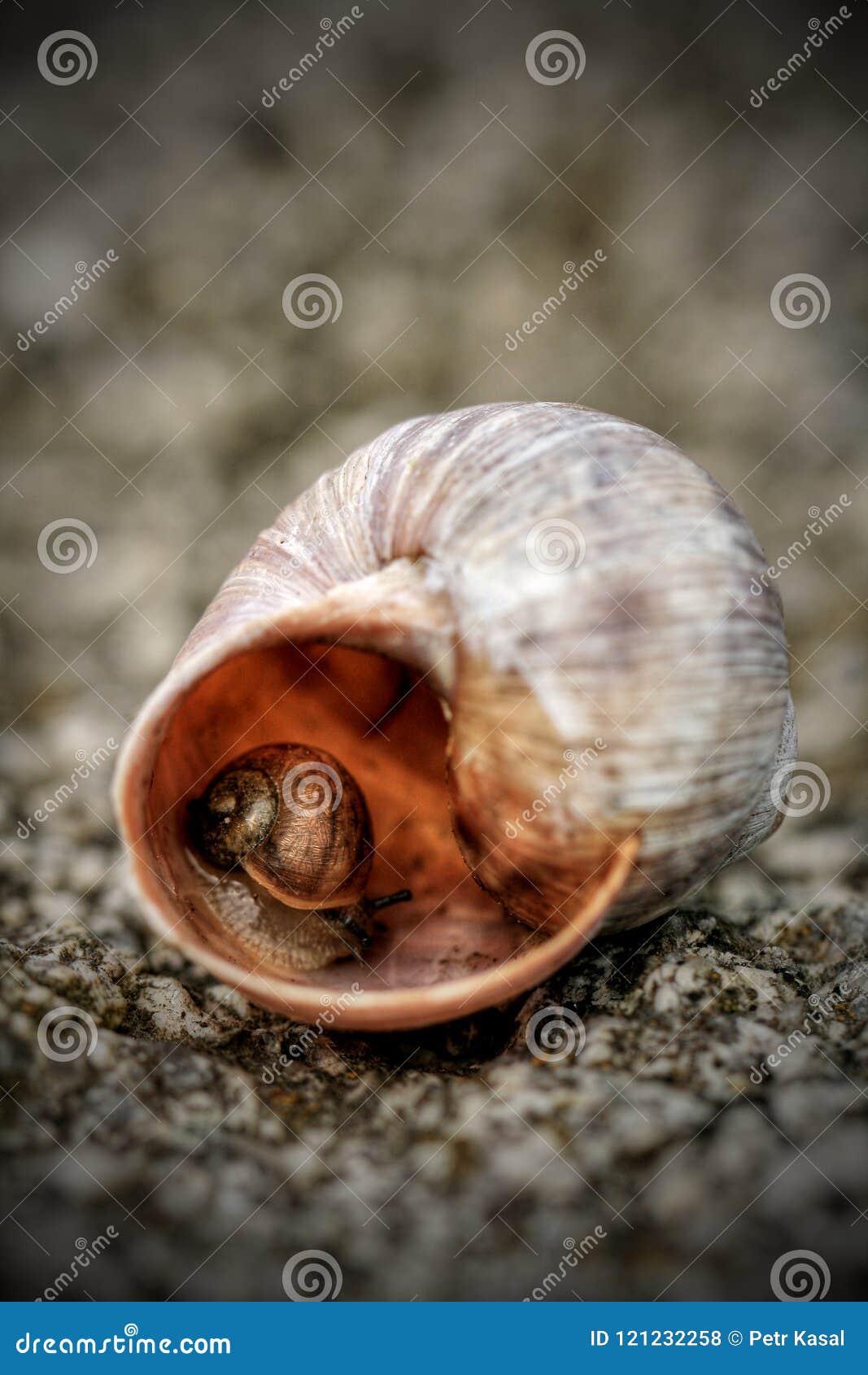 A Small Snail in a Big Shell Stock Photo - Image of snail, isolated ...