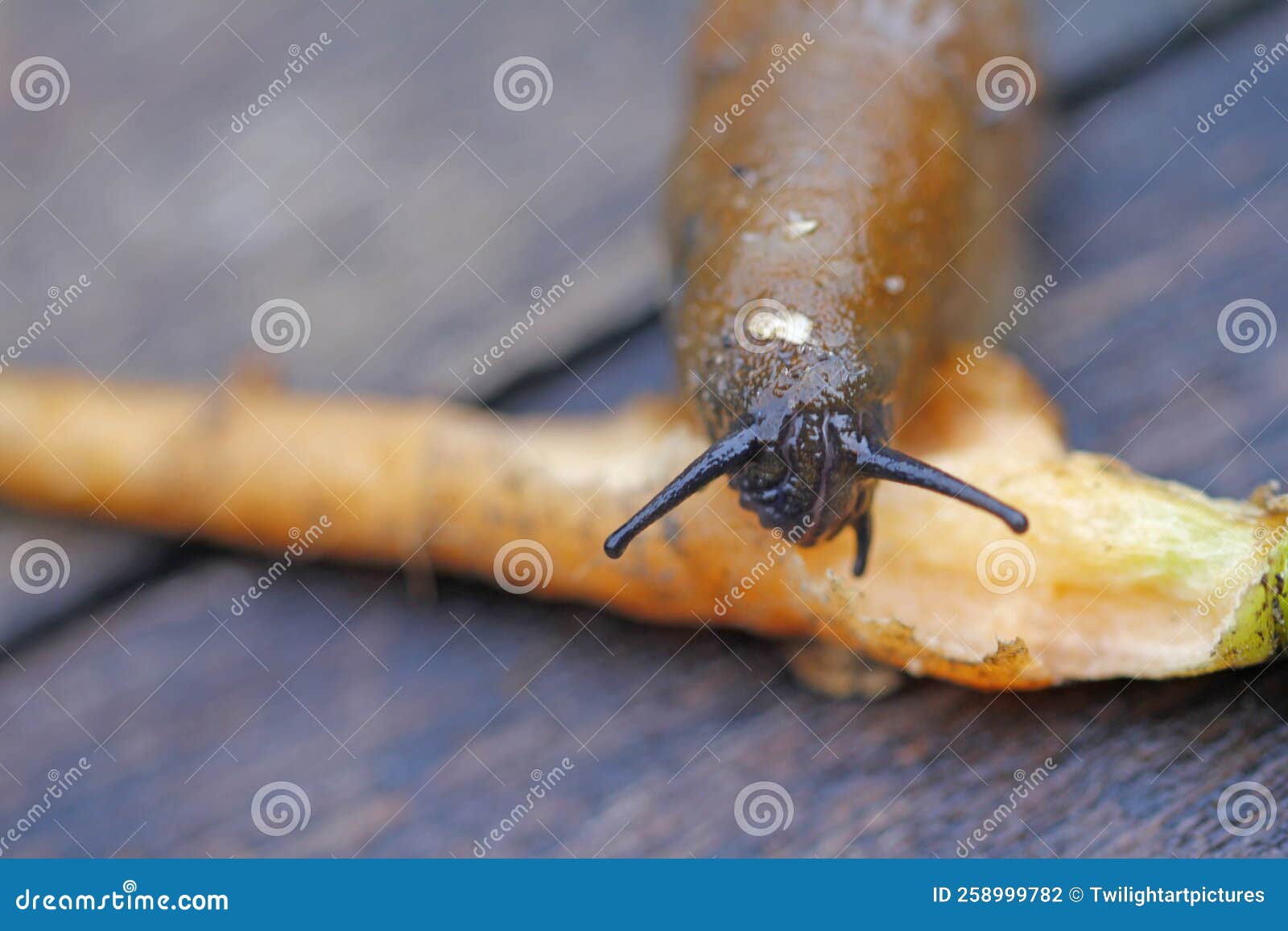 Slug, Rasping on Small Carrot Stock Photo - Image of garden, plant ...
