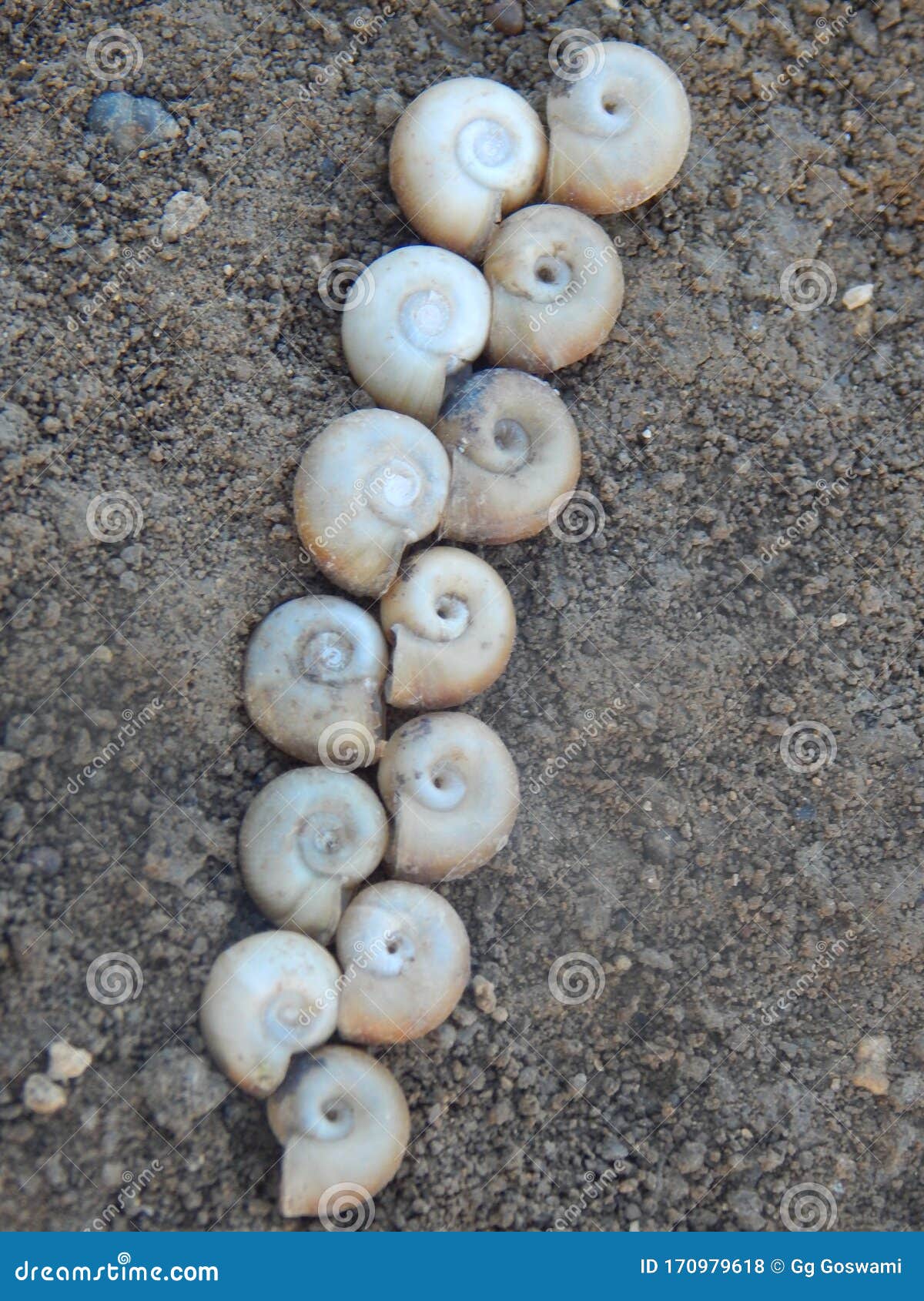 Small snail cover stock photo. Image of beautifulinnature - 170979618