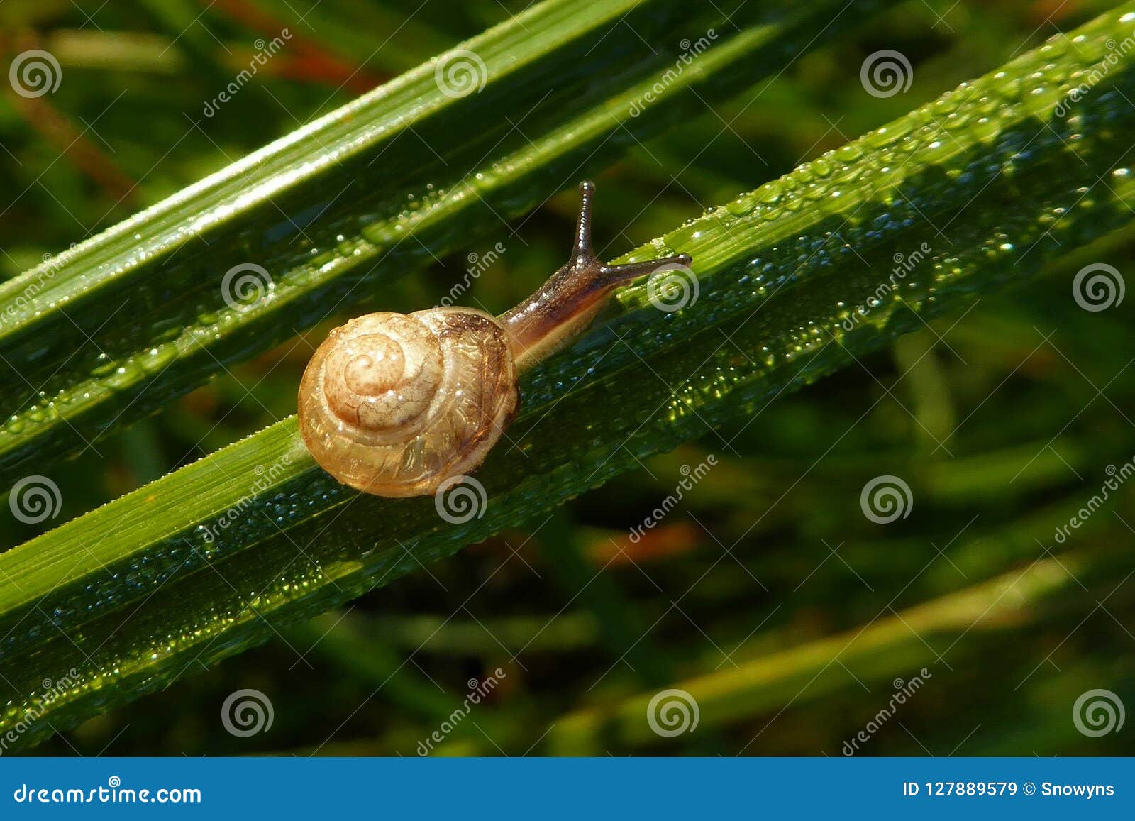 Small Snail on Dewy Green Grass Stock Image - Image of closeup, garden ...