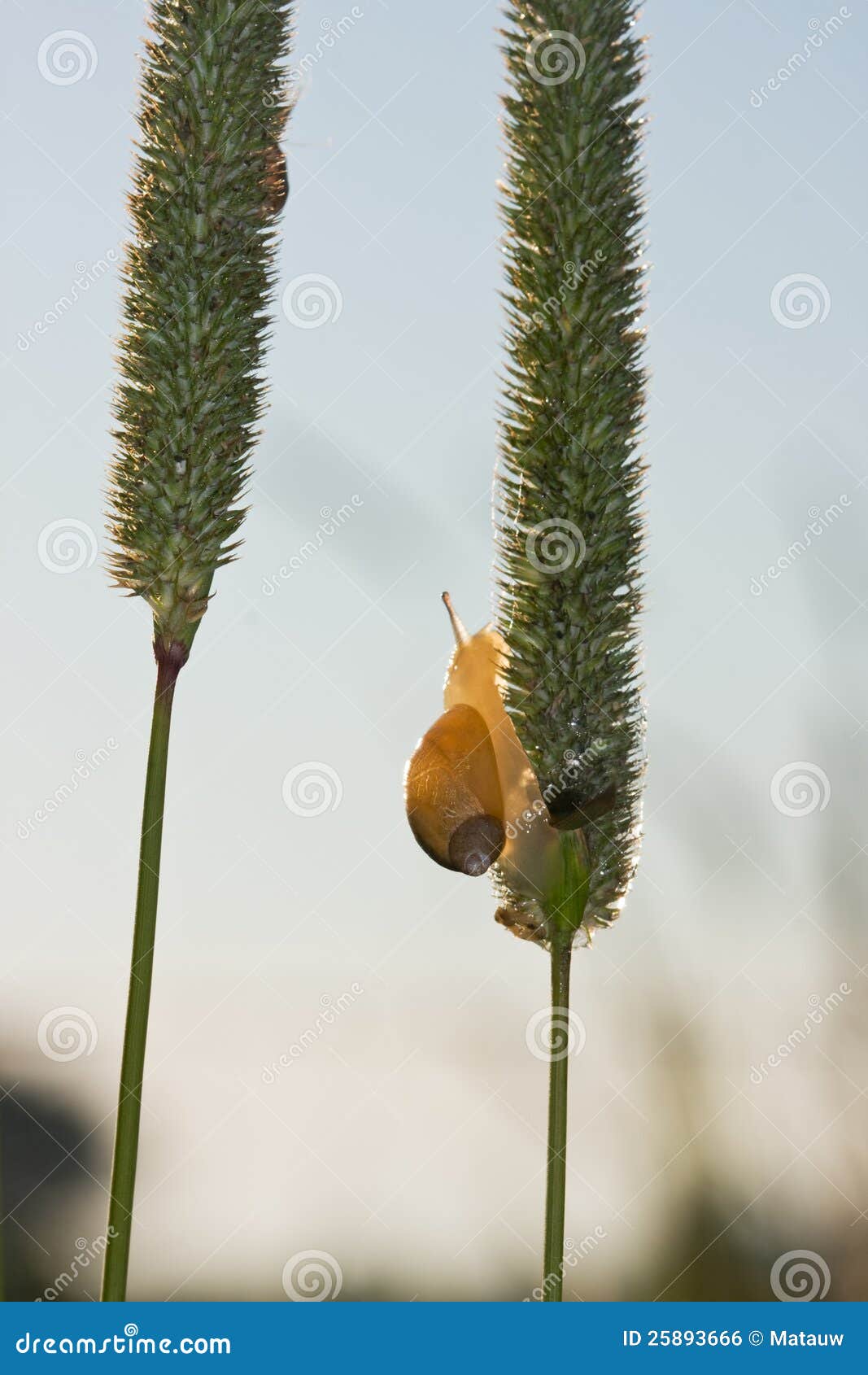 Small Snail on Ear of Grass Stock Photo - Image of corn, slimy: 25893666