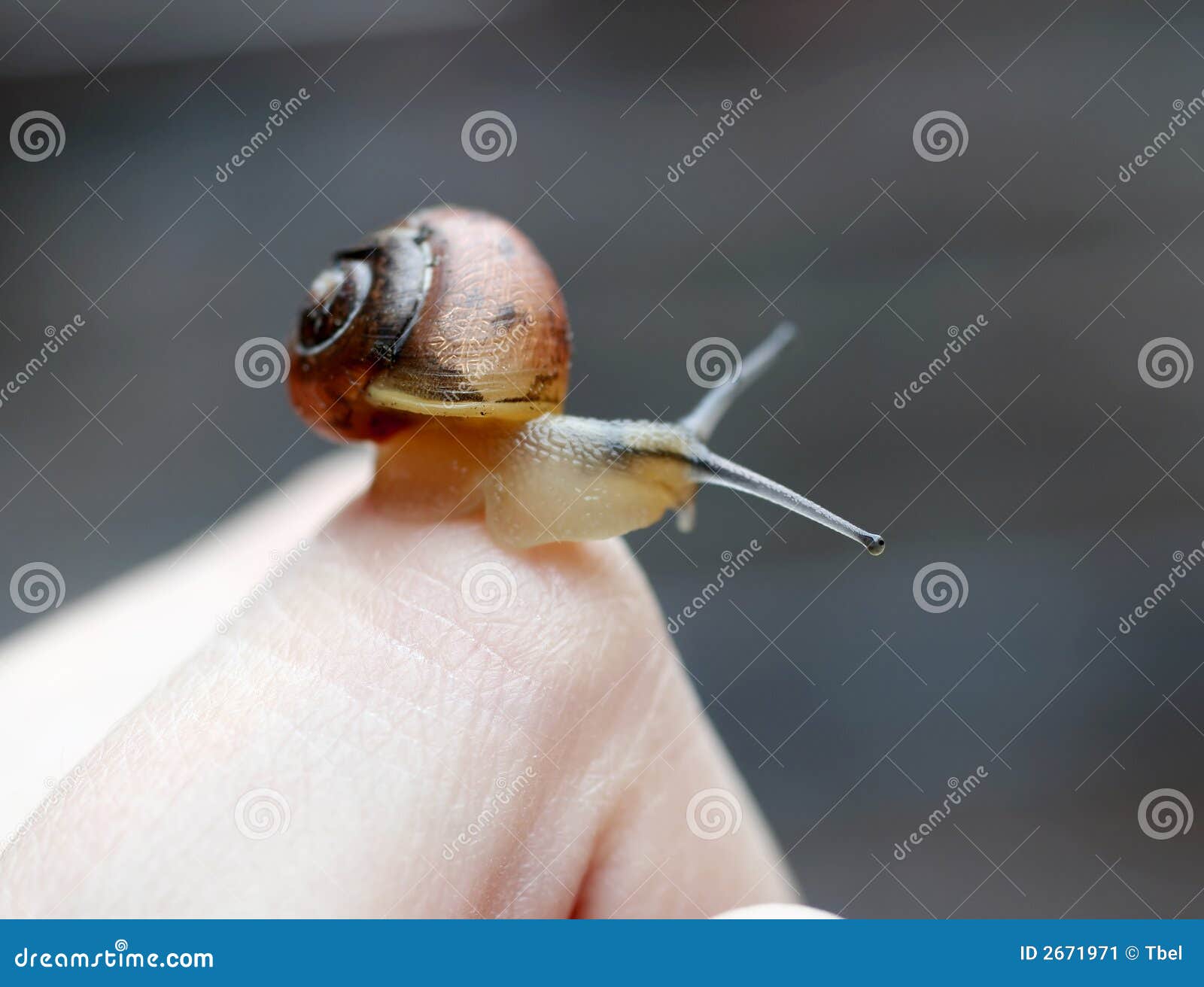 Small snail on finger stock image. Image of little, details - 2671971