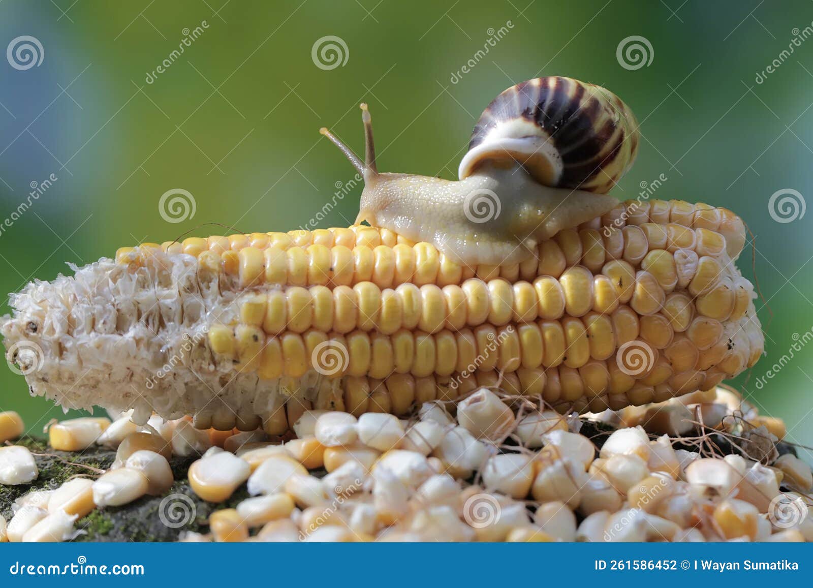 A Small Snail is Foraging on a Corn Cob that Falls on the Ground. Stock ...