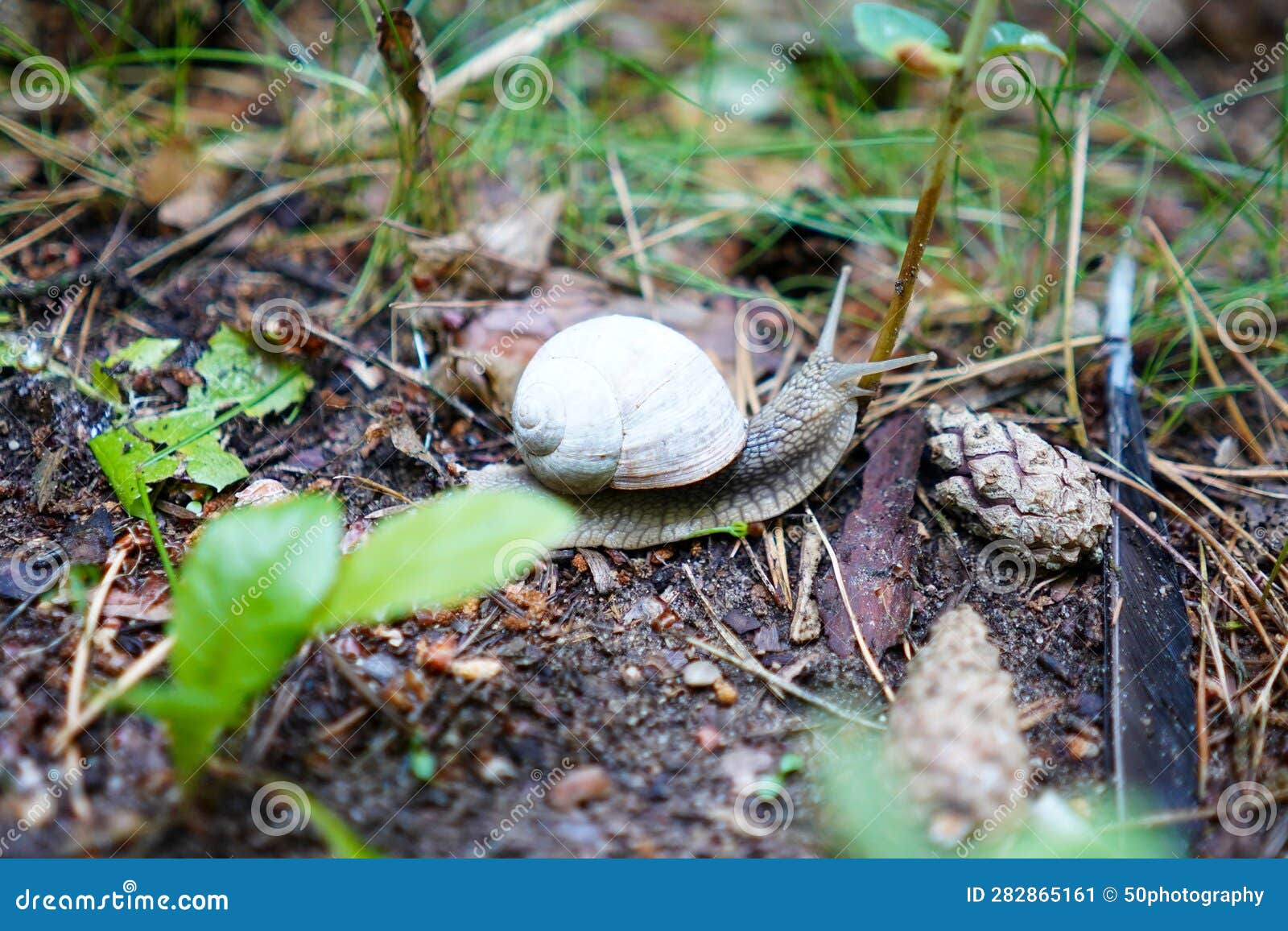 Small snail in the forest stock image. Image of reptile - 282865161