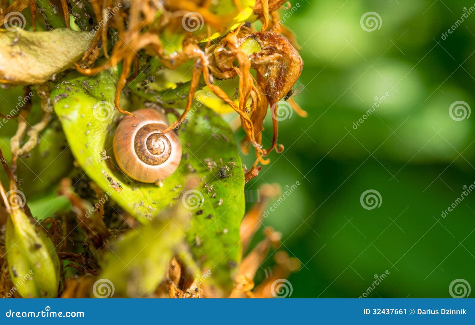 Small snail stock image. Image of organic, invertebrate - 32437661