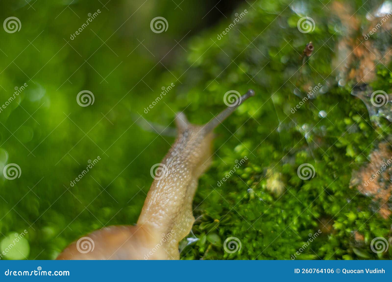 Small Snail on Green Moss in Rain, Stock Photo - Image of grass, subtle ...