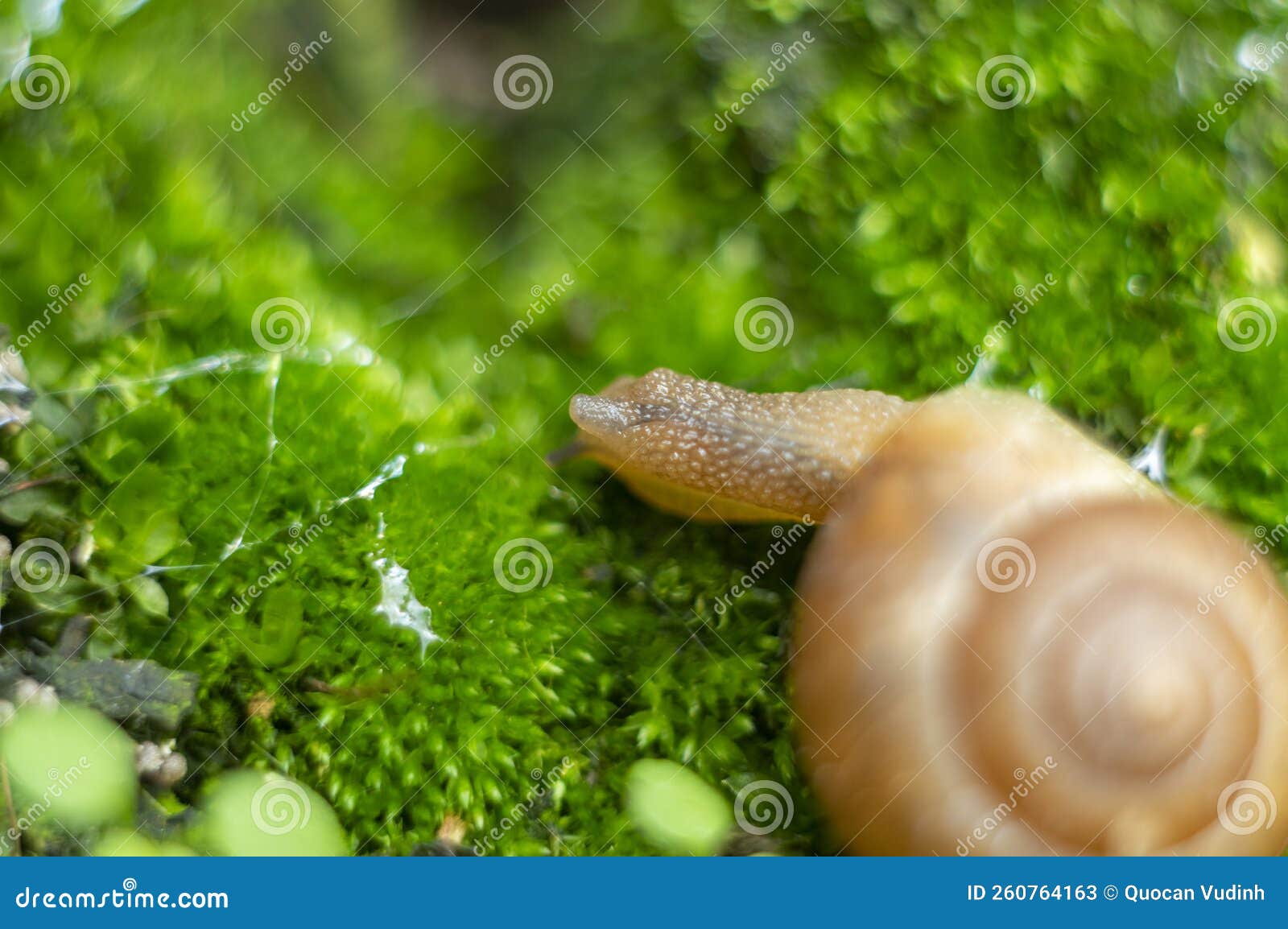 Small Snail on Green Moss in Rain, Stock Image - Image of black, tree ...