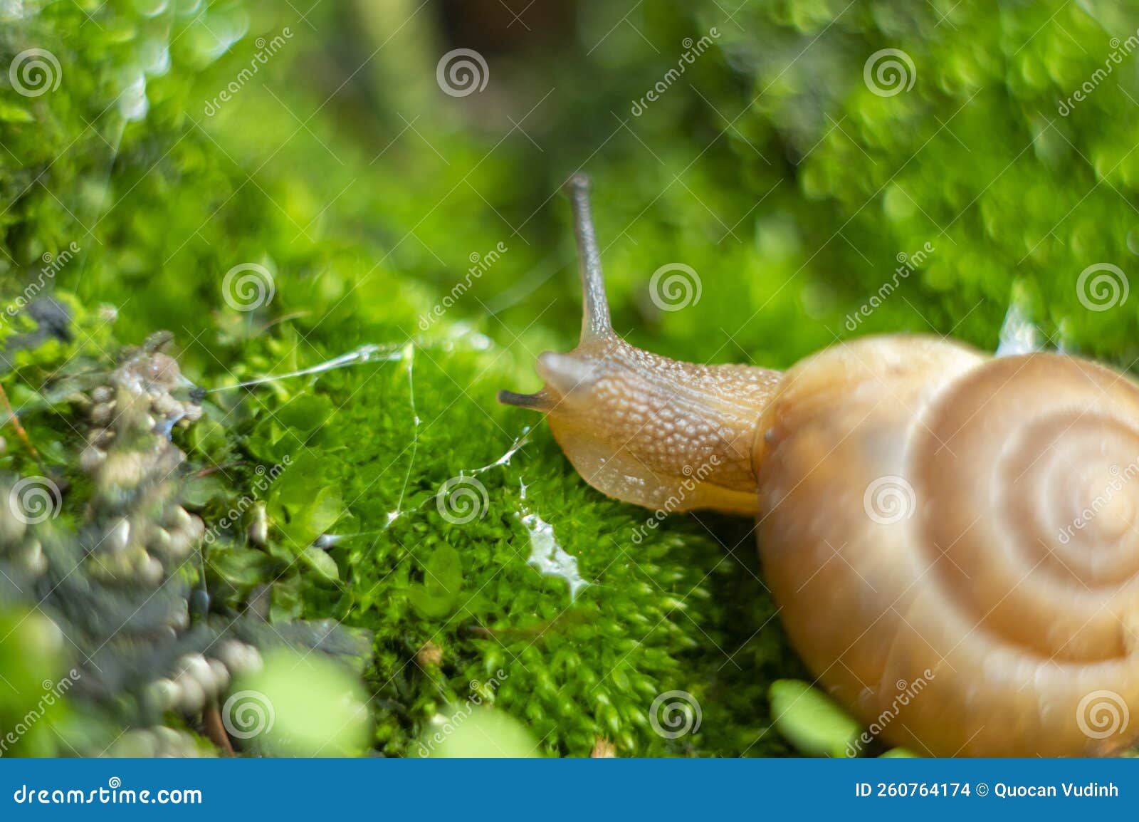 Small Snail on Green Moss in Rain, Stock Photo - Image of autumn ...