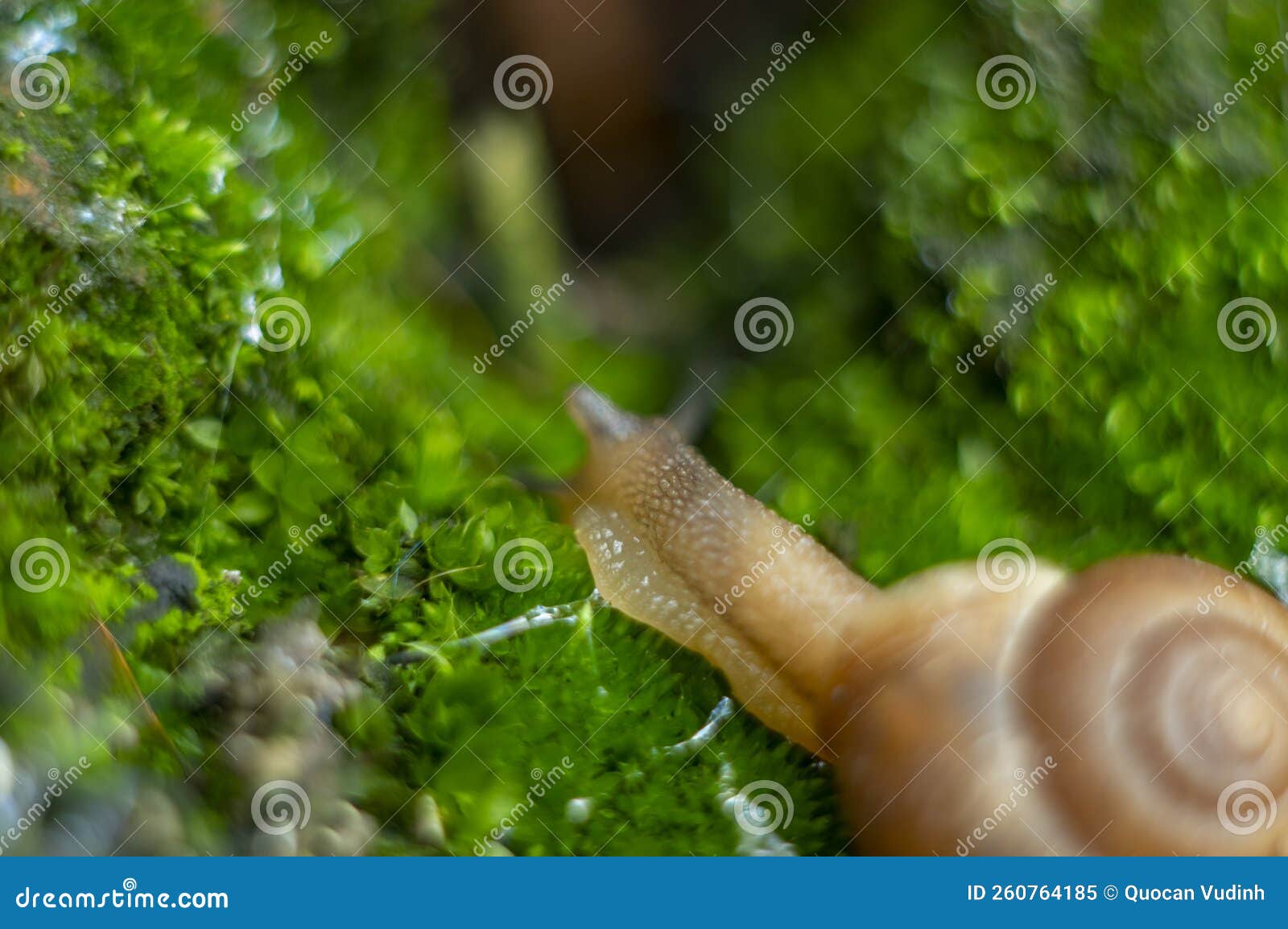 Small Snail on Green Moss in Rain, Stock Image - Image of food ...