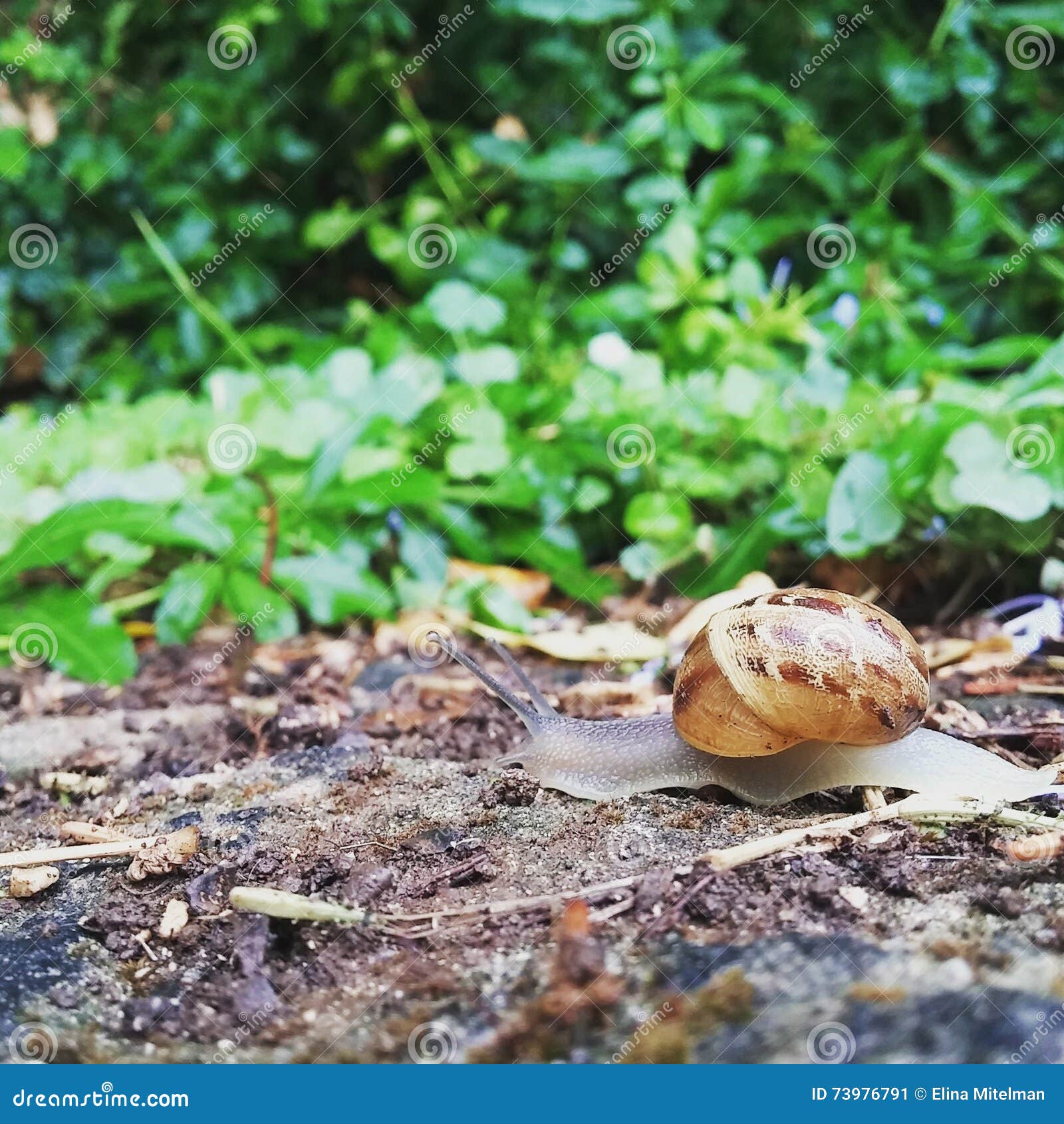 Small snail on the ground stock image. Image of ground - 73976791