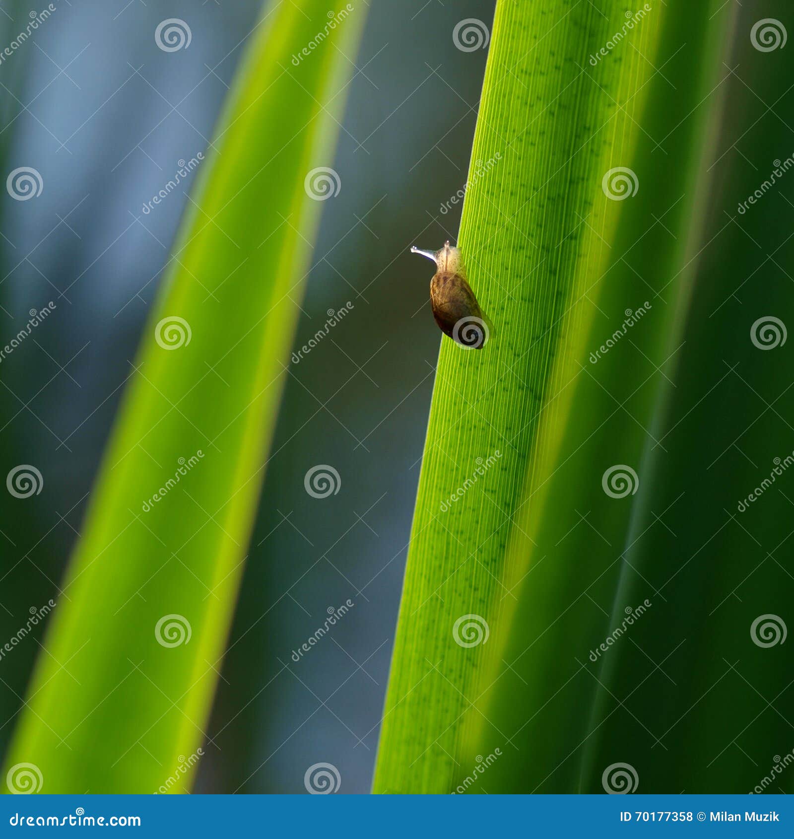 Small Snail stock photo. Image of little, pond, romance - 70177358