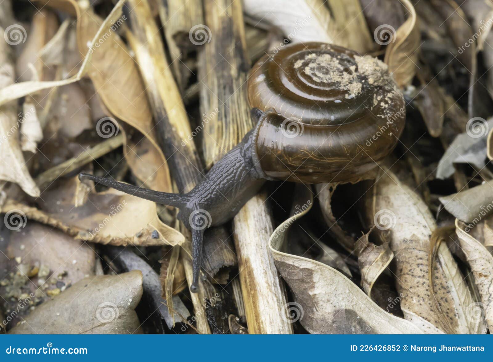 Small snail. stock photo. Image of land, gastropod, garden - 226426852