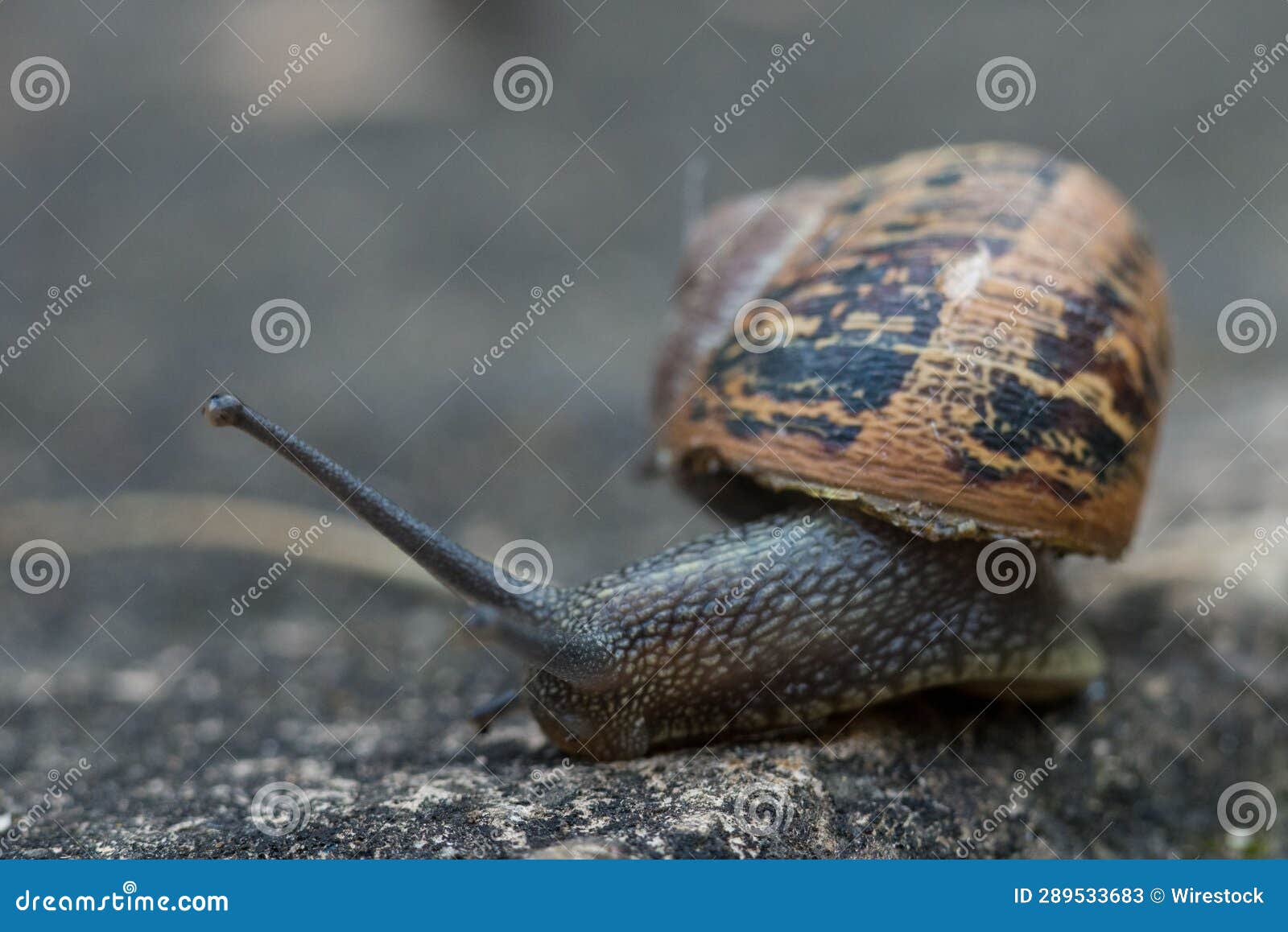 Small Snail Making Its Way Down a Paved Road Stock Image - Image of ...