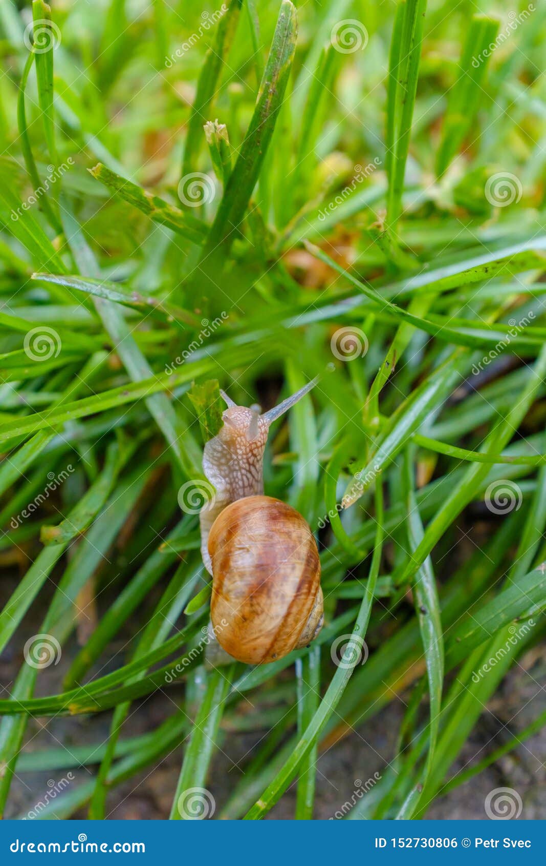 Small snail in a grass stock photo. Image of animal - 152730806
