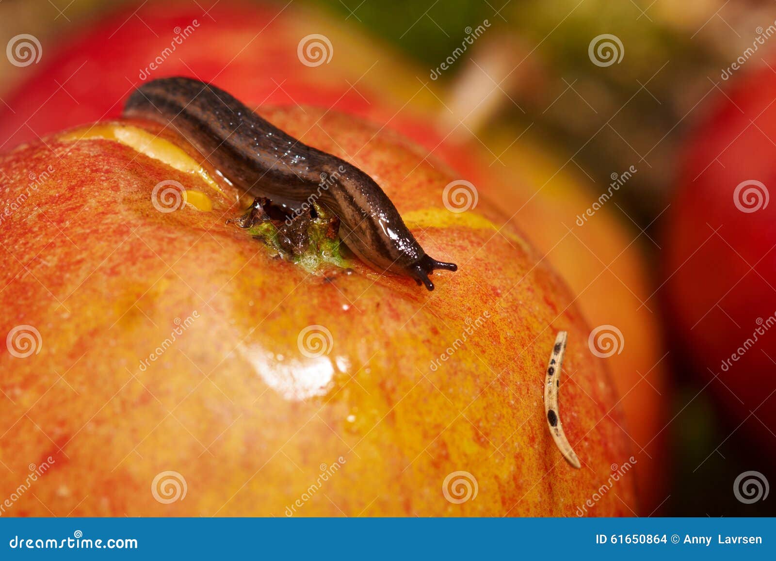 Small snail on red apple stock photo. Image of drops - 61650864