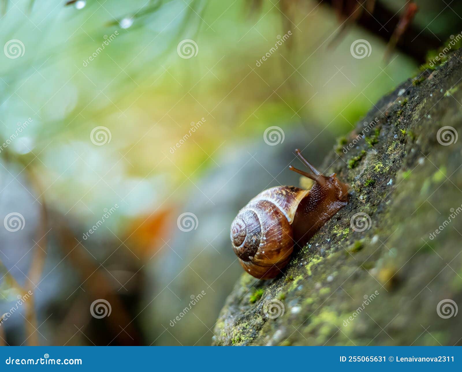 Small Snail on a Rock in a Garden Stock Image - Image of antenna ...