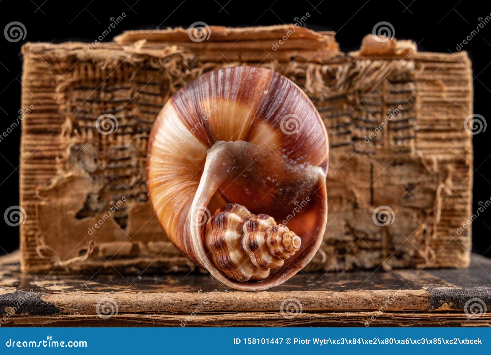 A Small Snail Shell Arranged in a Large Shell. Mollusk Shell on the Old ...