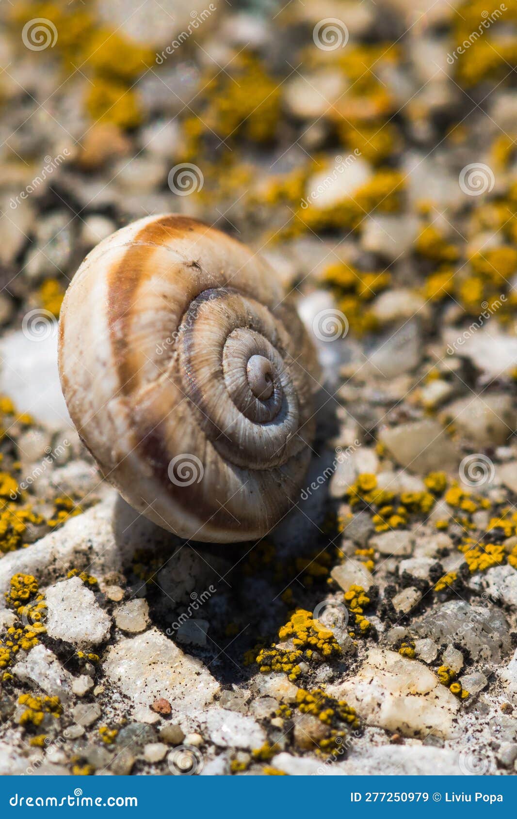 Small Colourful Snail Shell Drying in the Sun Stock Image - Image of ...