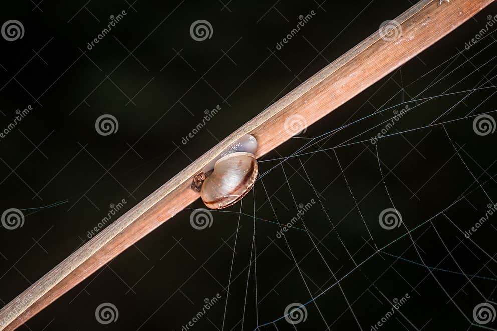 Small Snail with Snail Shell on a Reed with Spider Web on a Lake or ...