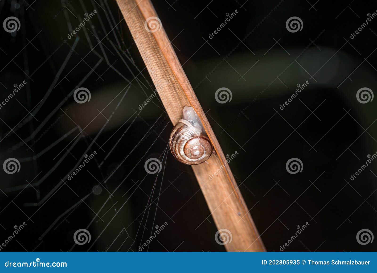 Small Snail with Snail Shell on a Reed with Spider Web on a Lake or ...